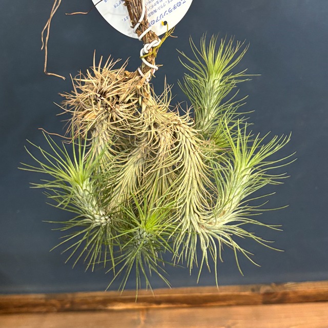 PROTOLEAF プロトリーフ