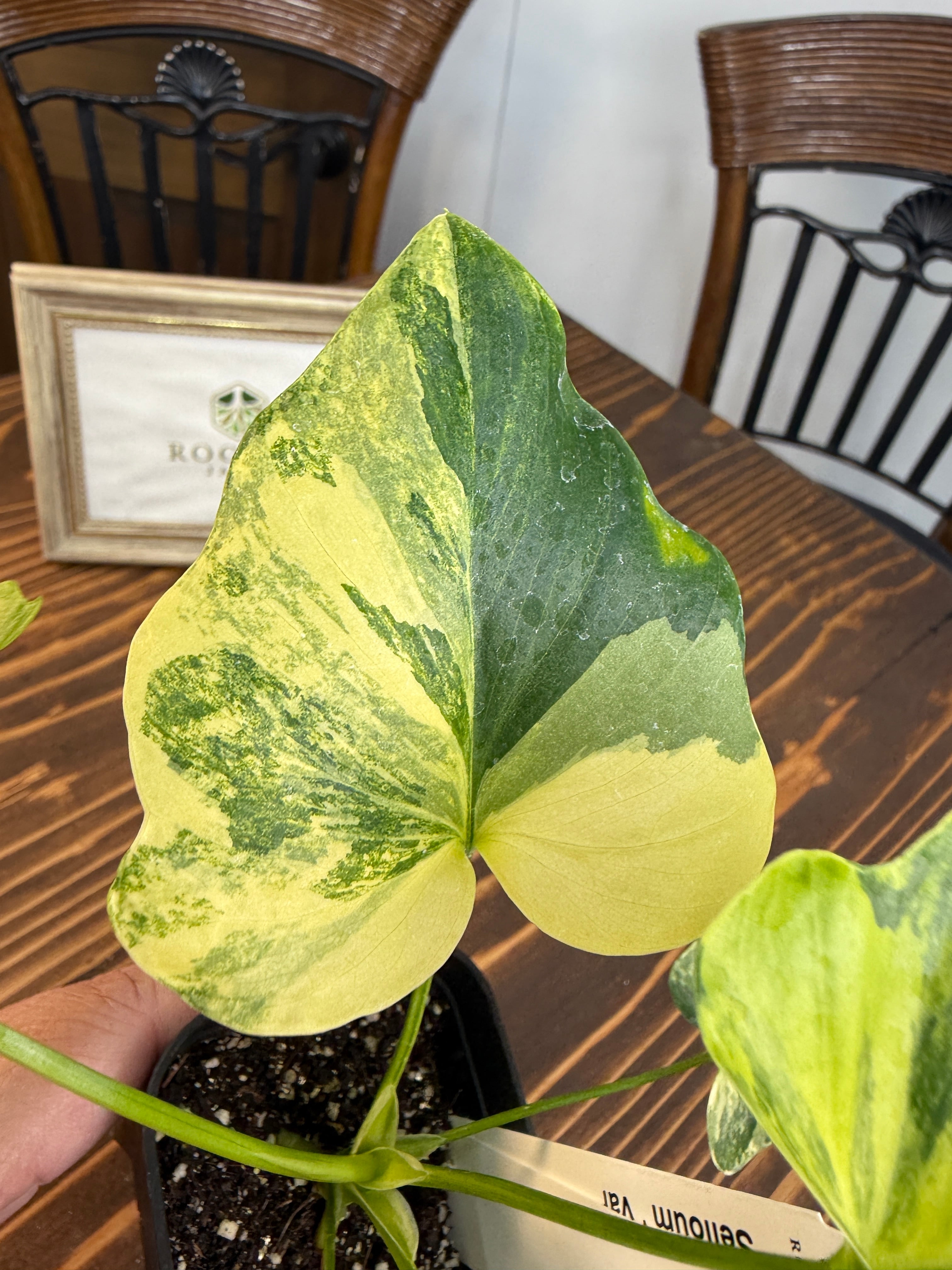 ★1522【希少品種】フィロデンドロン セローム バリエガータ（7.5㎝ロング硬質ポット） | ROOTALPLANTS