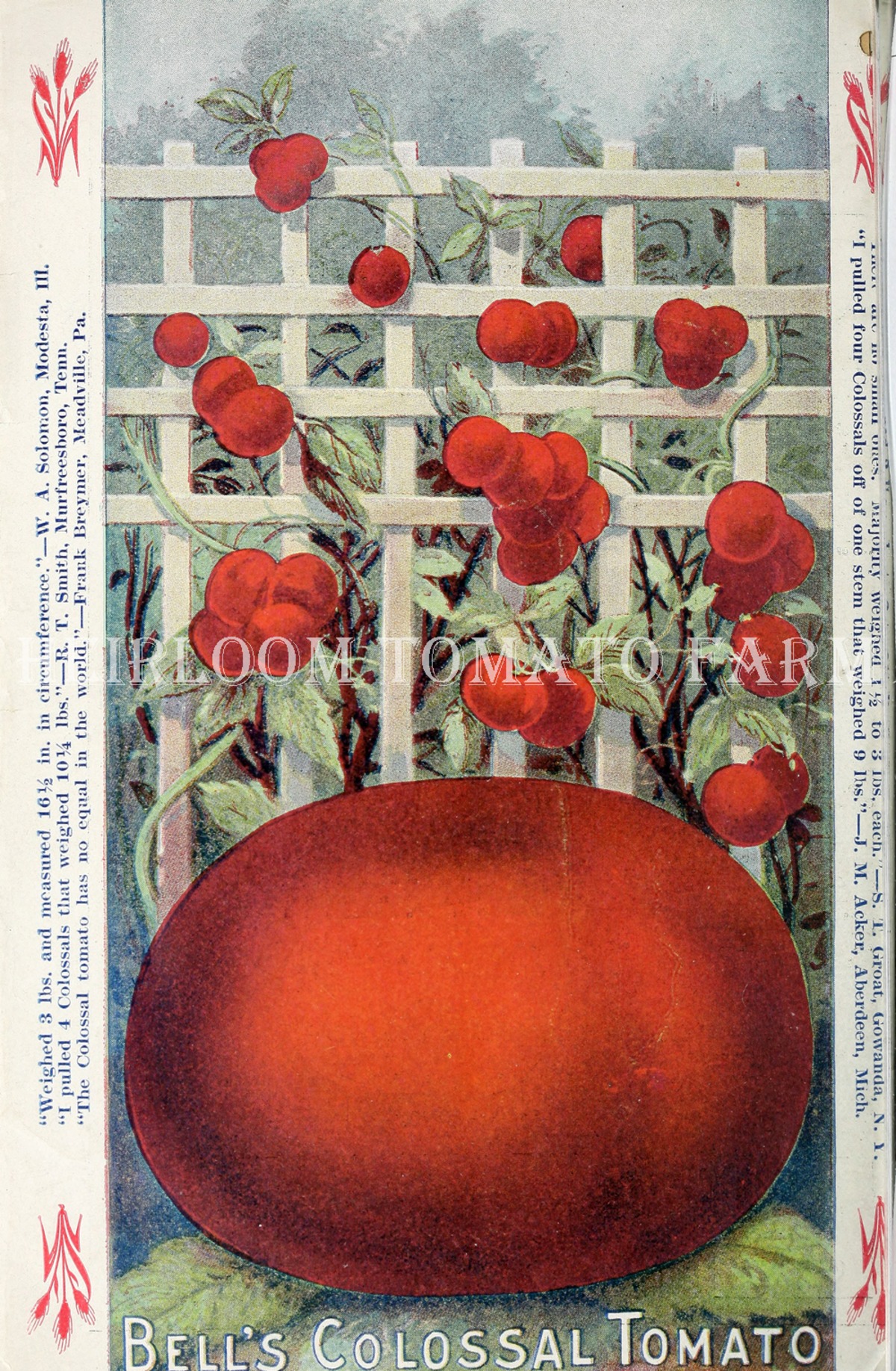 Heirloom Tomato® Bell's Colossal エアルーム・トマト・ベルズ・ コロッサル | Heirloom Tomato ...