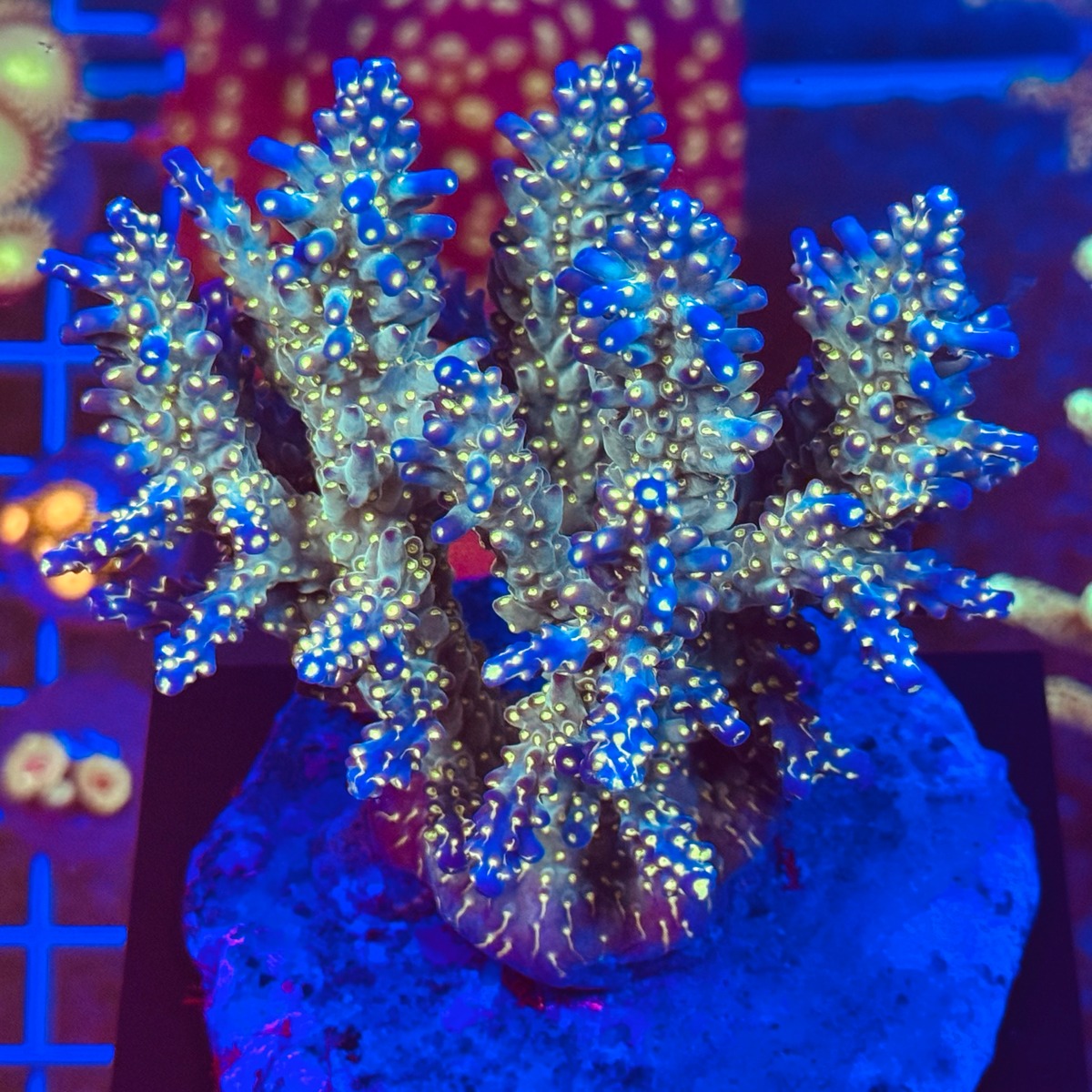 Tricolor Valida Acropora (ホソエダミドリイシ) | uroko shop