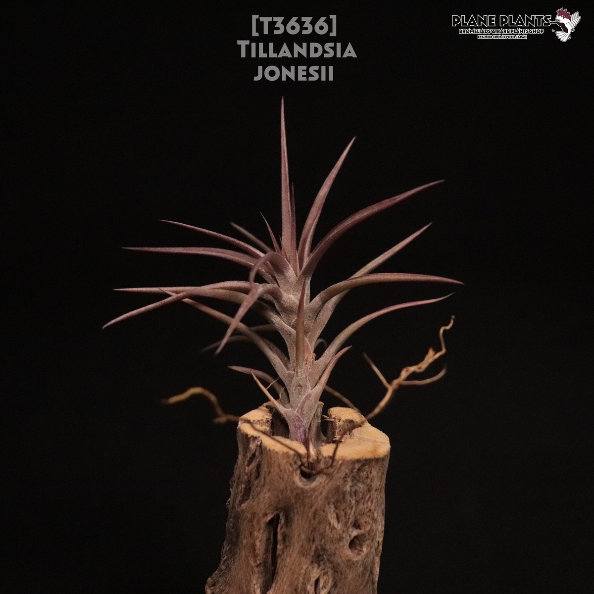 【送料無料】jonesii〔エアプランツ〕現品発送T3636 | plane plants