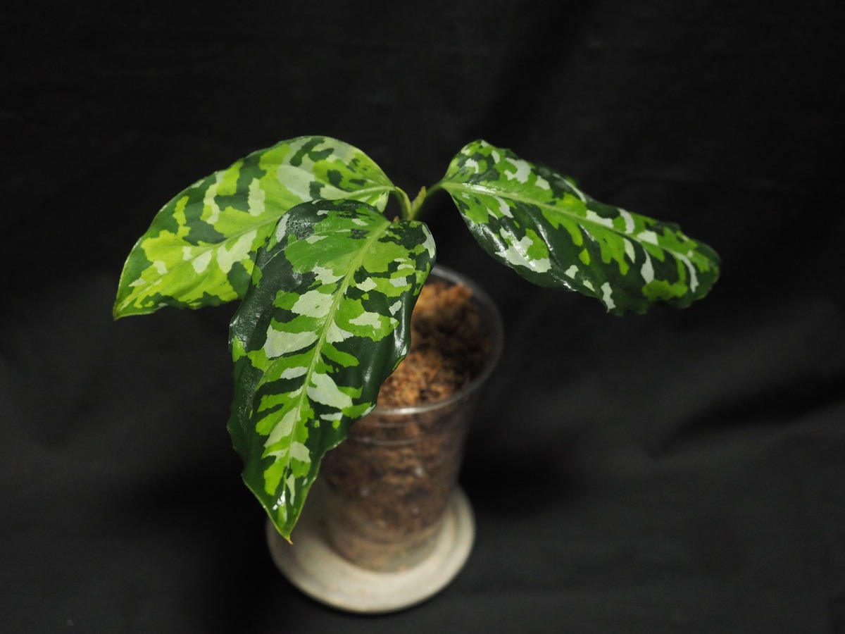 Aglaonema pictum var. tricolor アンダマン諸島 ポートブレア北部地域産 アグラオネマ アンダマン | K2 ...