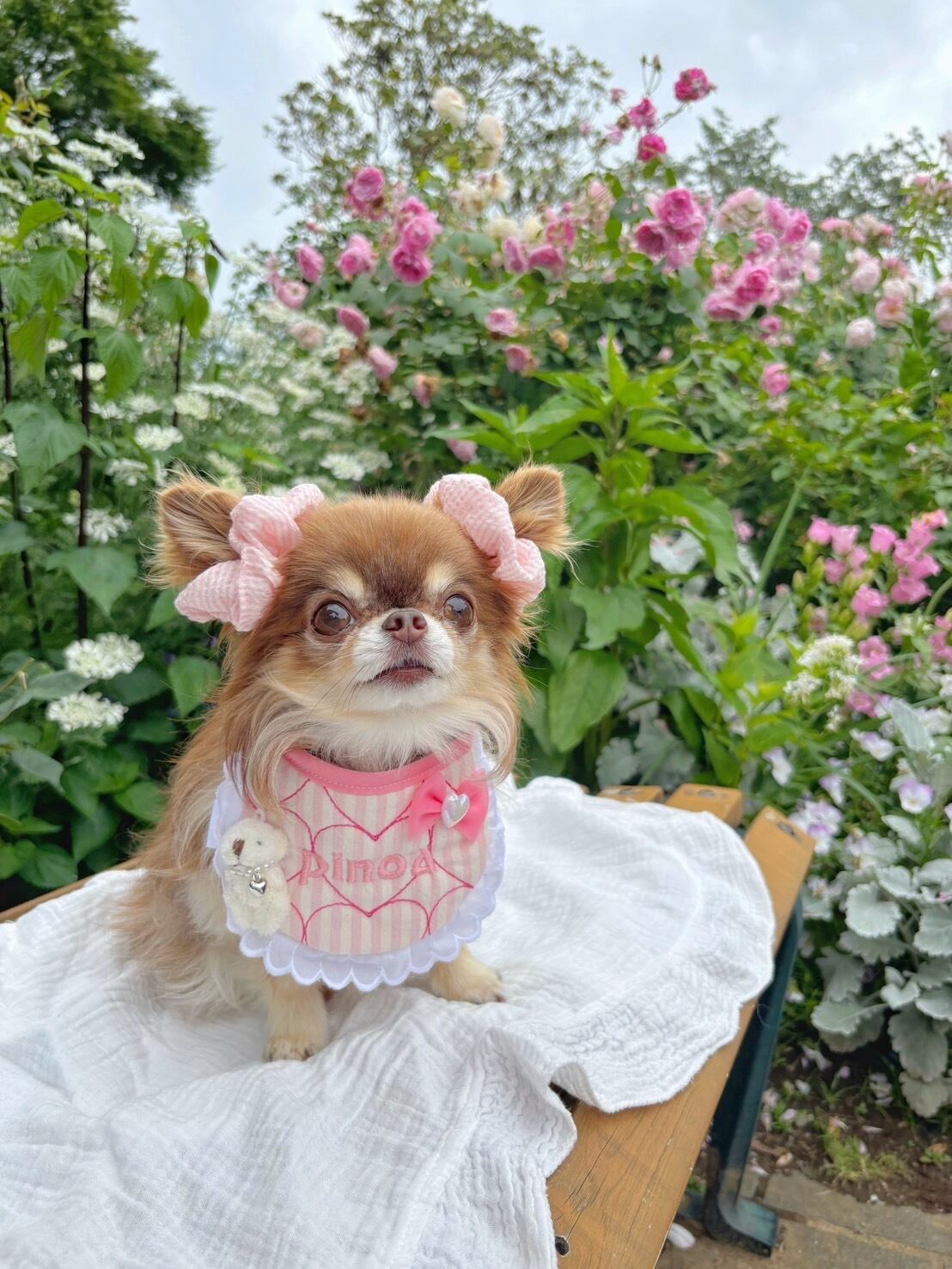 stripe chouchou | macaron