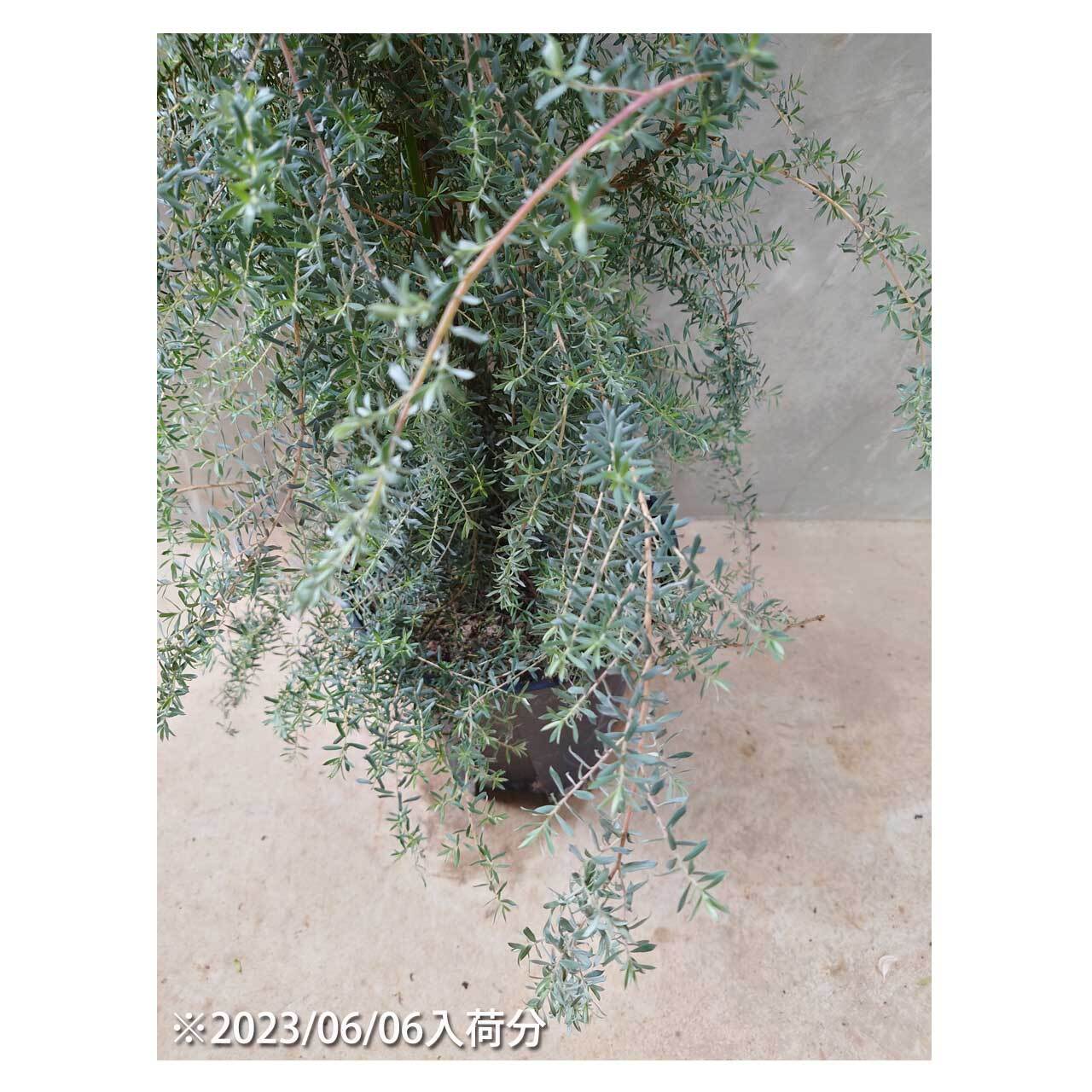 White tea tree | Seeding