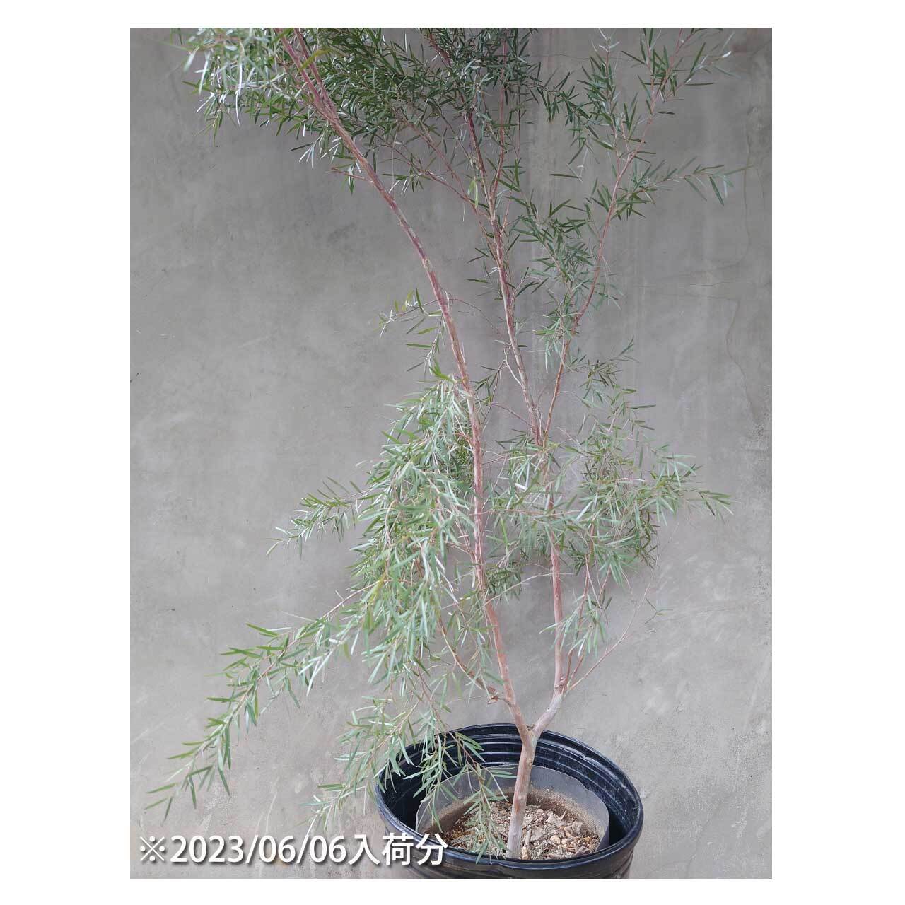 Silver tea tree | Seeding