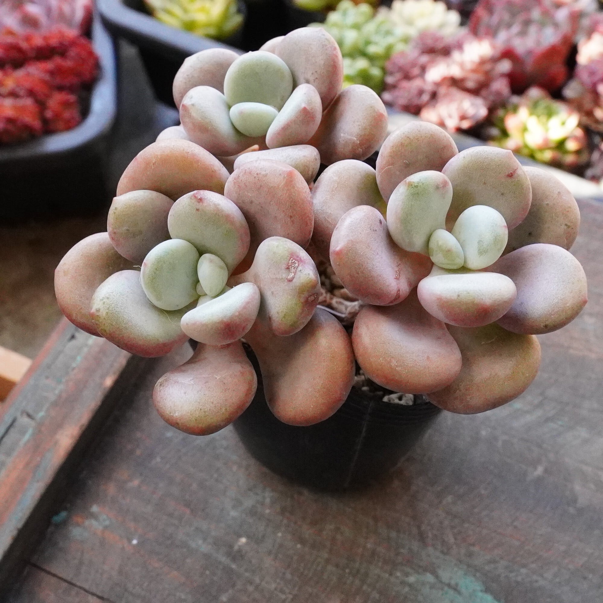 【ホワイトアメリカーノ 】韓国多肉 むっちり レア | E-TANIKU