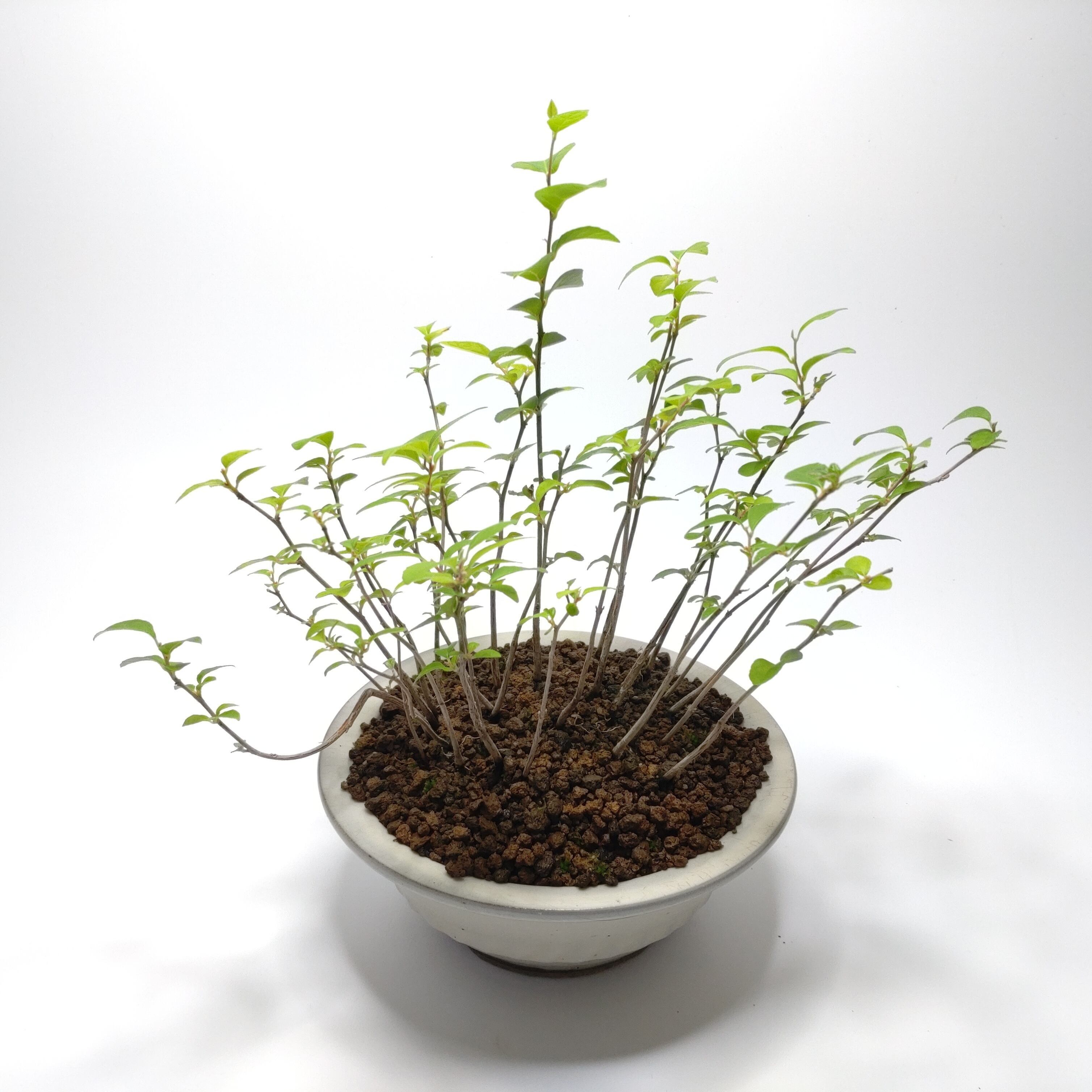 エゴノキ盆栽 G005 | 盆栽創【Bonsaisou】