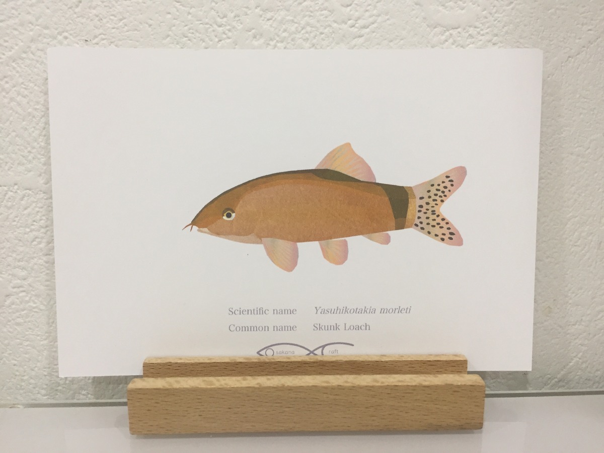 Yasuhikotakia morleti（Skunk Loach) Drawing Postcard | Osakanacraft