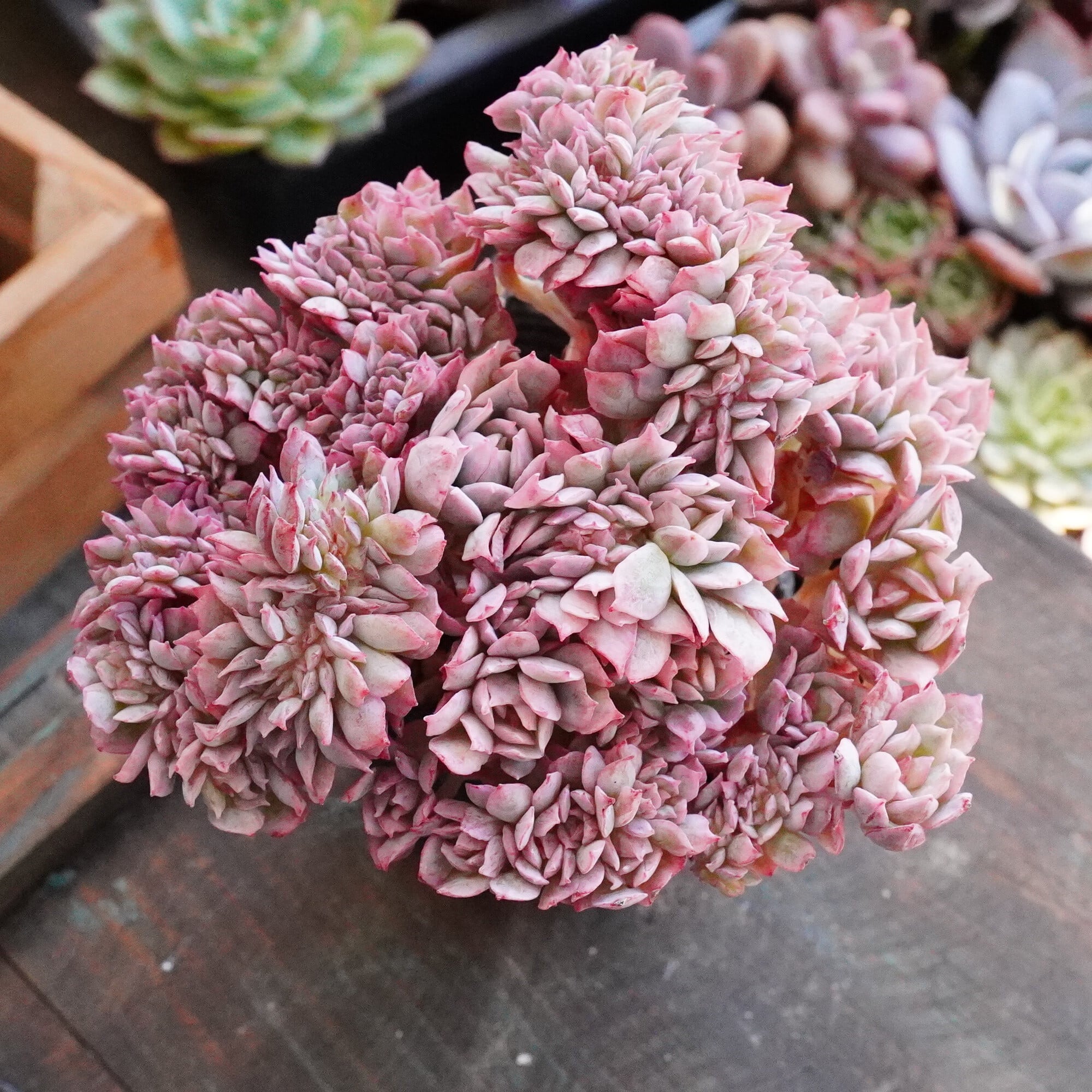 ※激レア※ 【ブラッドブリアナ錦綴化】斑入り エケベリア 綴化 極上 激レア | E-TANIKU