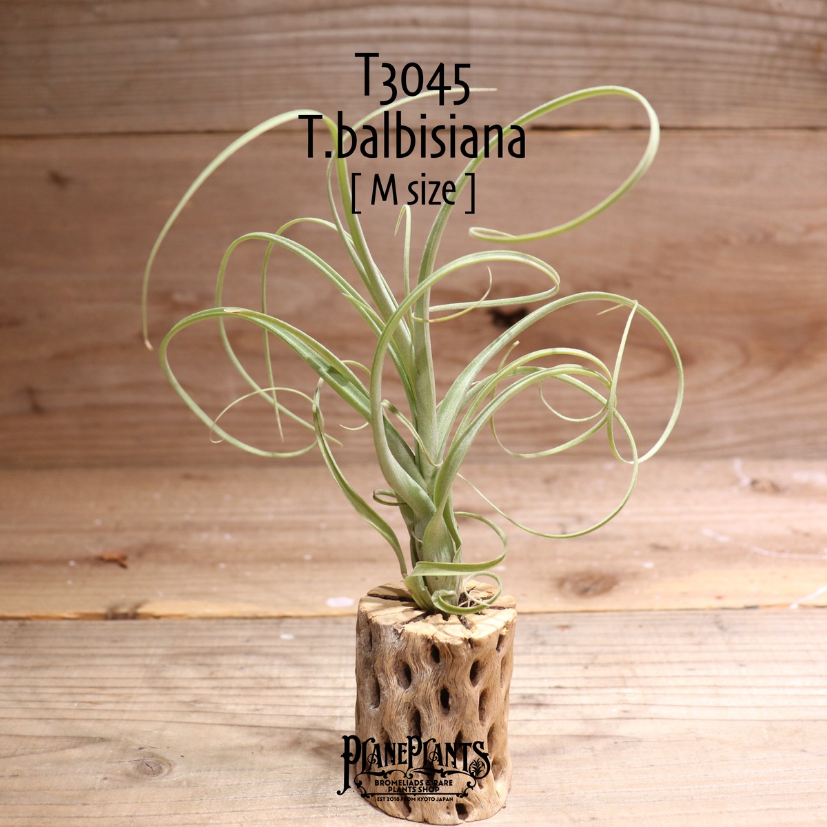 【送料無料】バルビシアーナ〔エアプランツ〕現品発送T3045 | plane plants