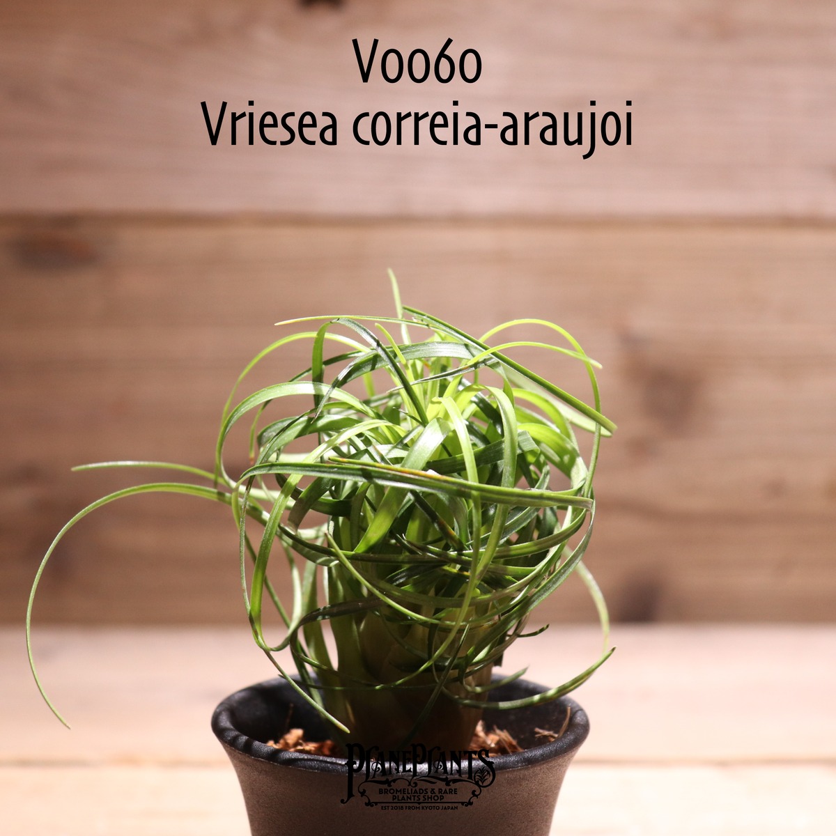 【送料無料】Vriesea correia-araujoi〔フリーセア〕現品発送V0060 | plane plants
