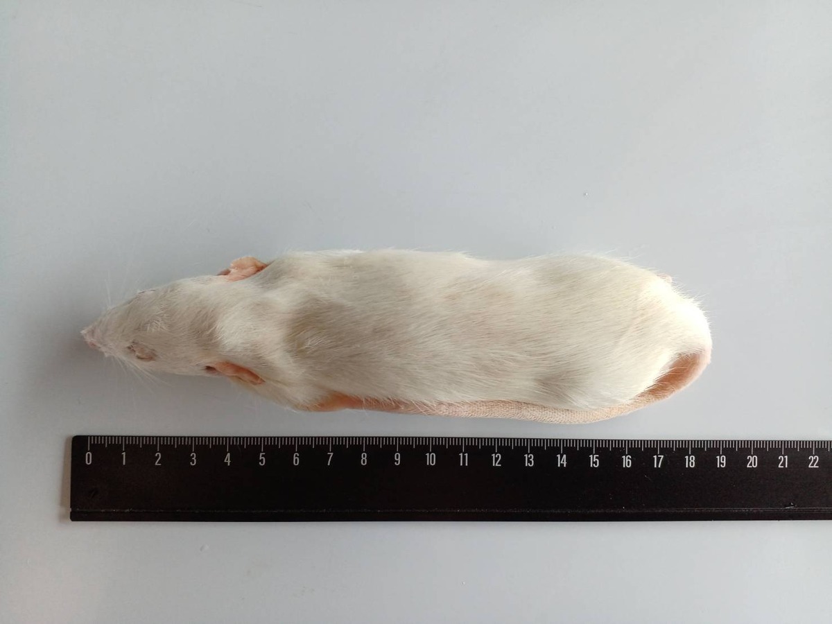 自家繁殖冷凍ラット130 | CROBER FARM