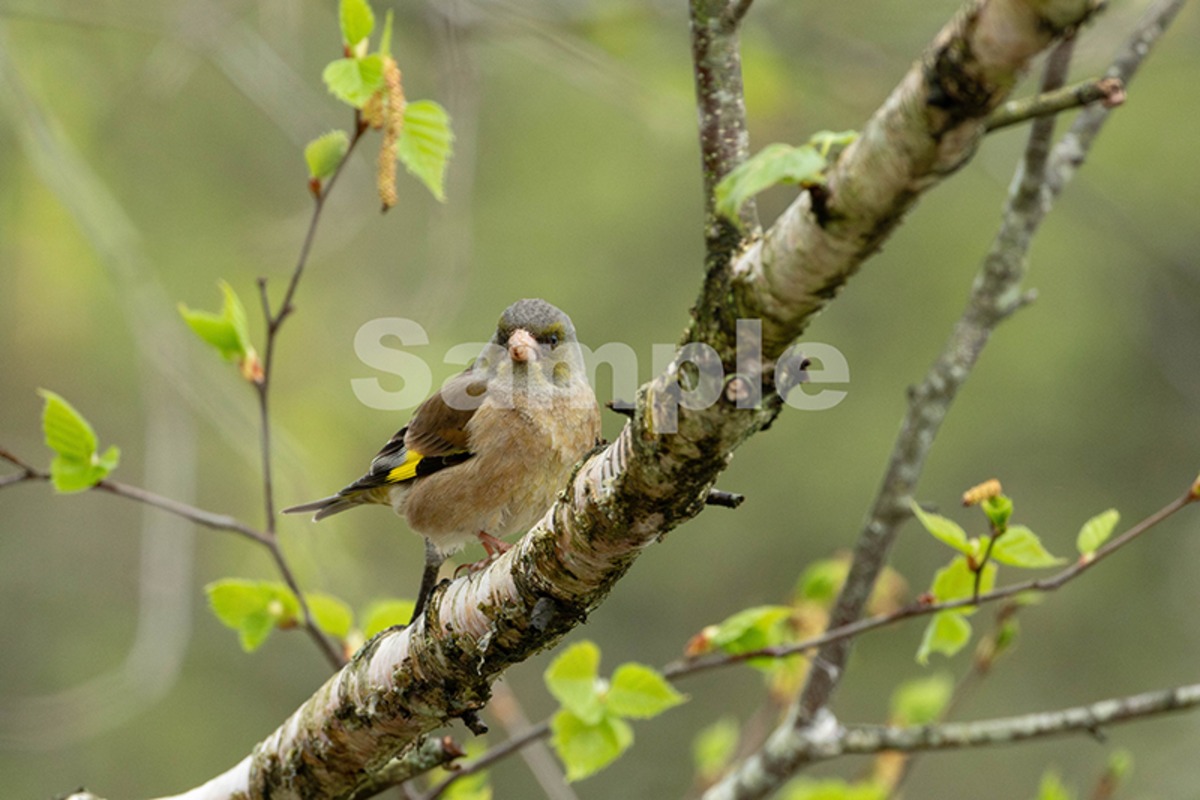 6Q5A2997 2B | meadowscape