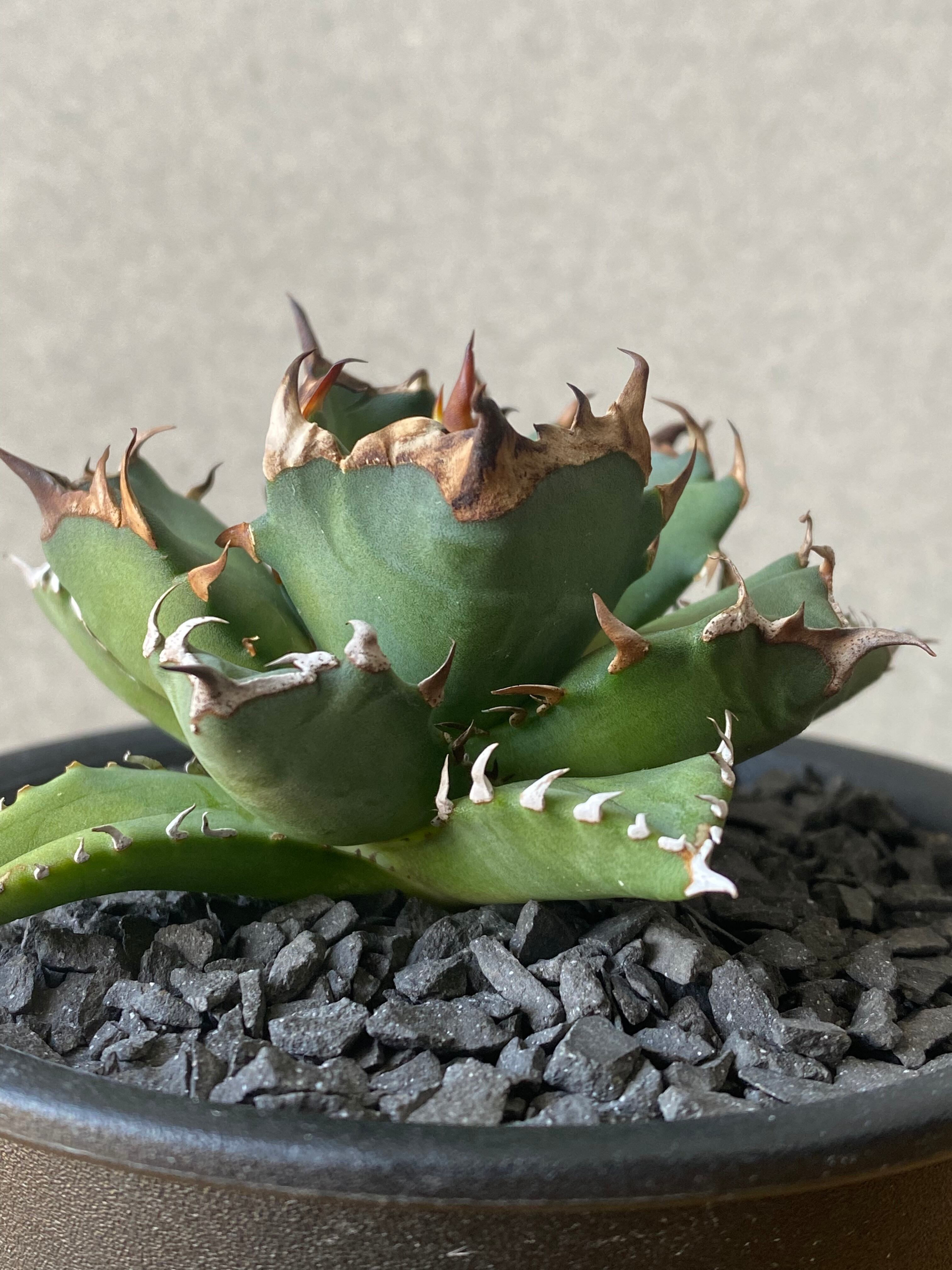 agave titanota 東大 姫厳龍 子株 | macha plants
