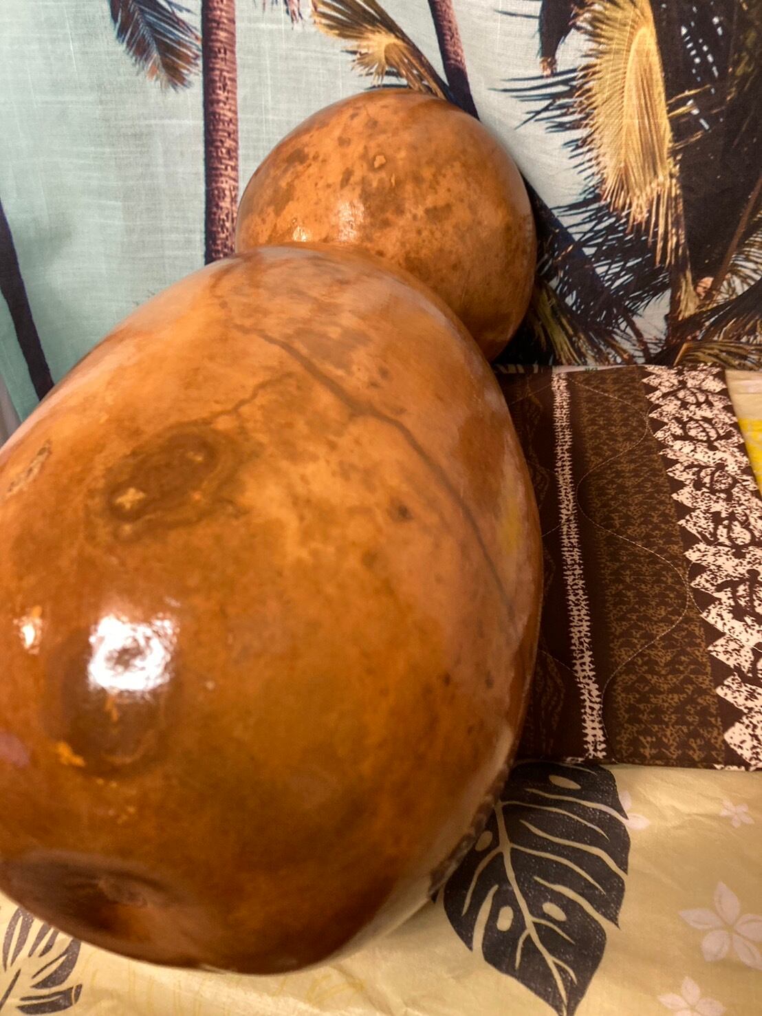 50cm イプヘケ | イプヘケ専門店 MOANA