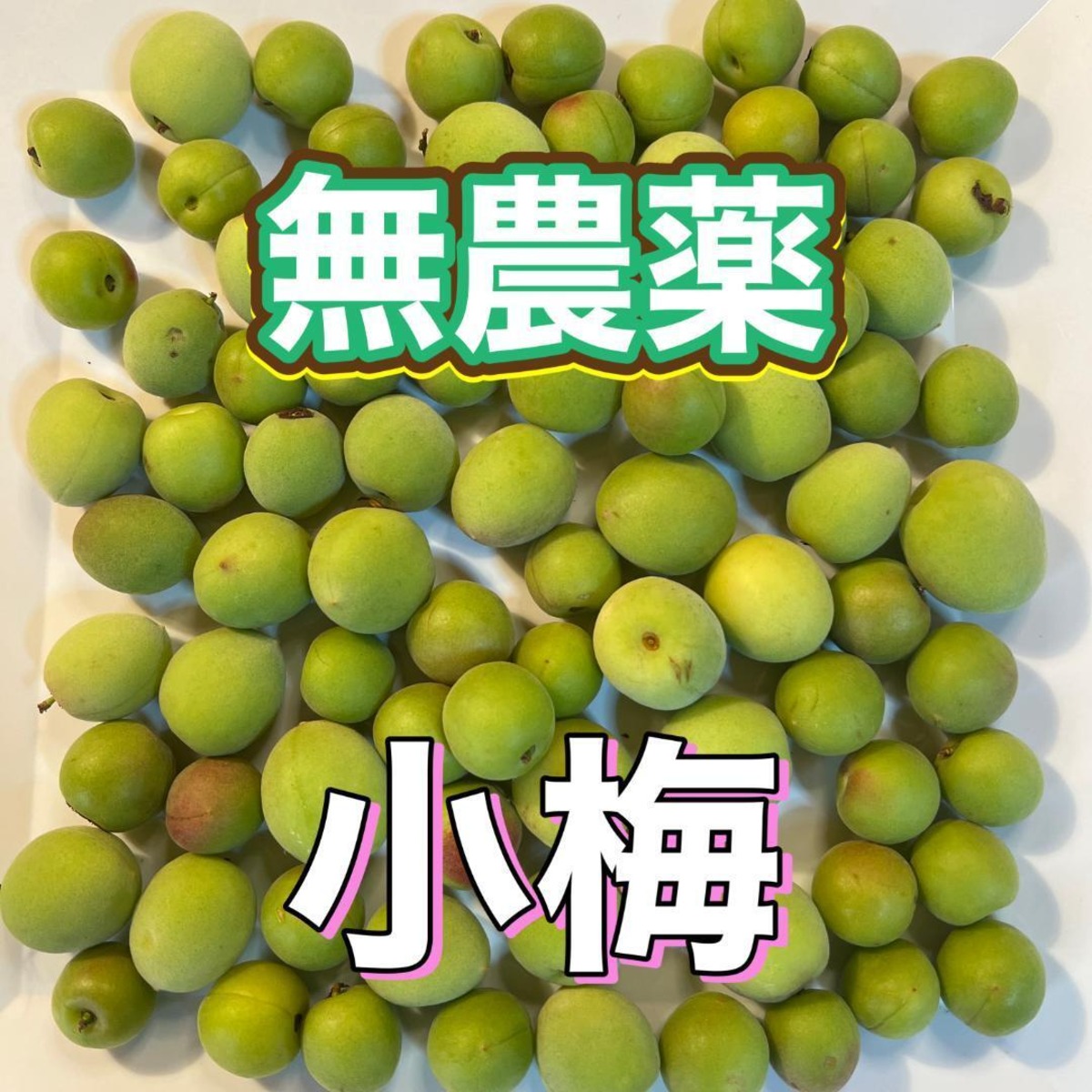 無農薬 小梅 2kg もうすぐ収穫終了します | ありがとまと BASE店
