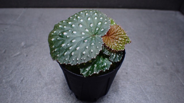Begonia ocellata 1株 | 熱帯植物 水草