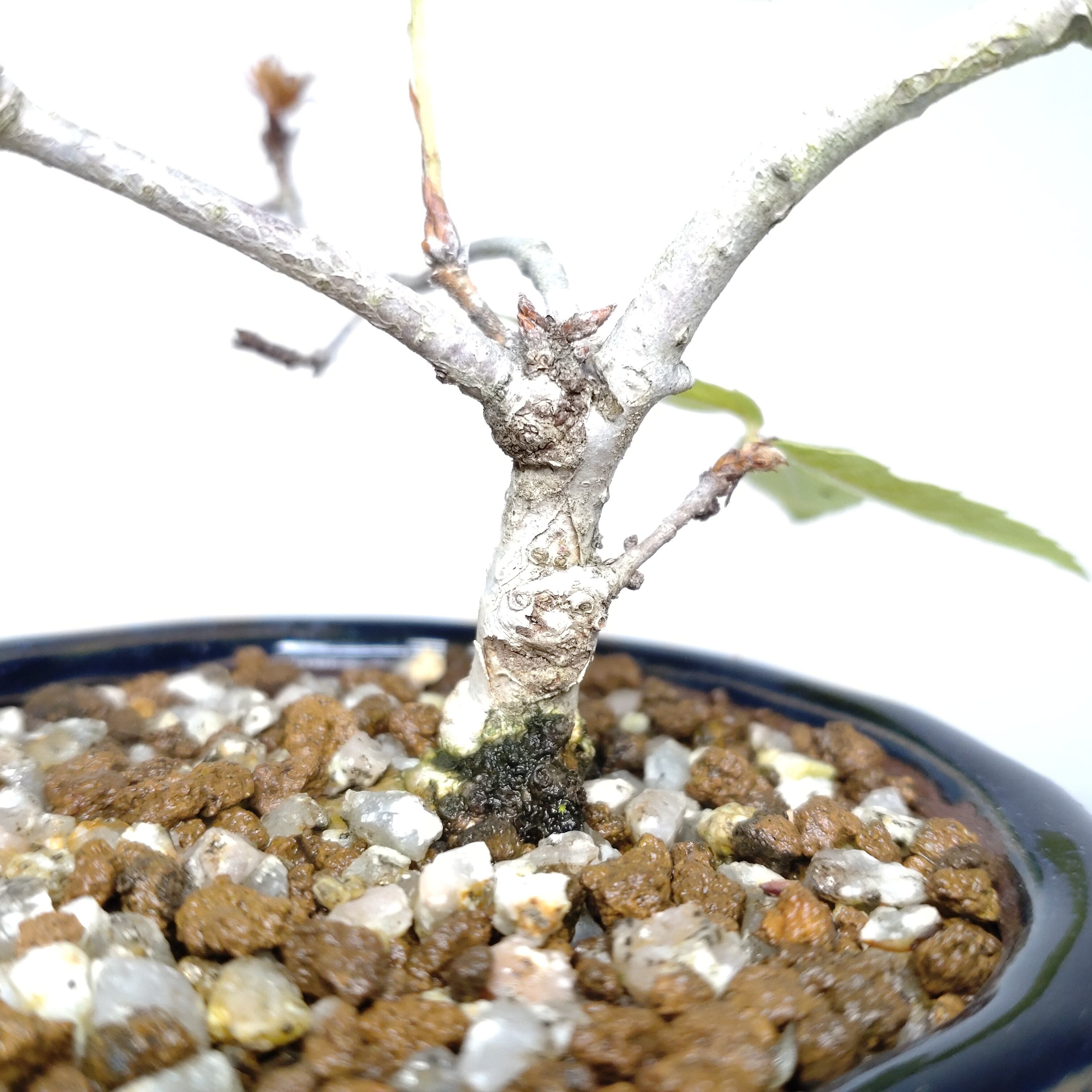 小楢（コナラ）盆栽 S008 | 盆栽創【Bonsaisou】