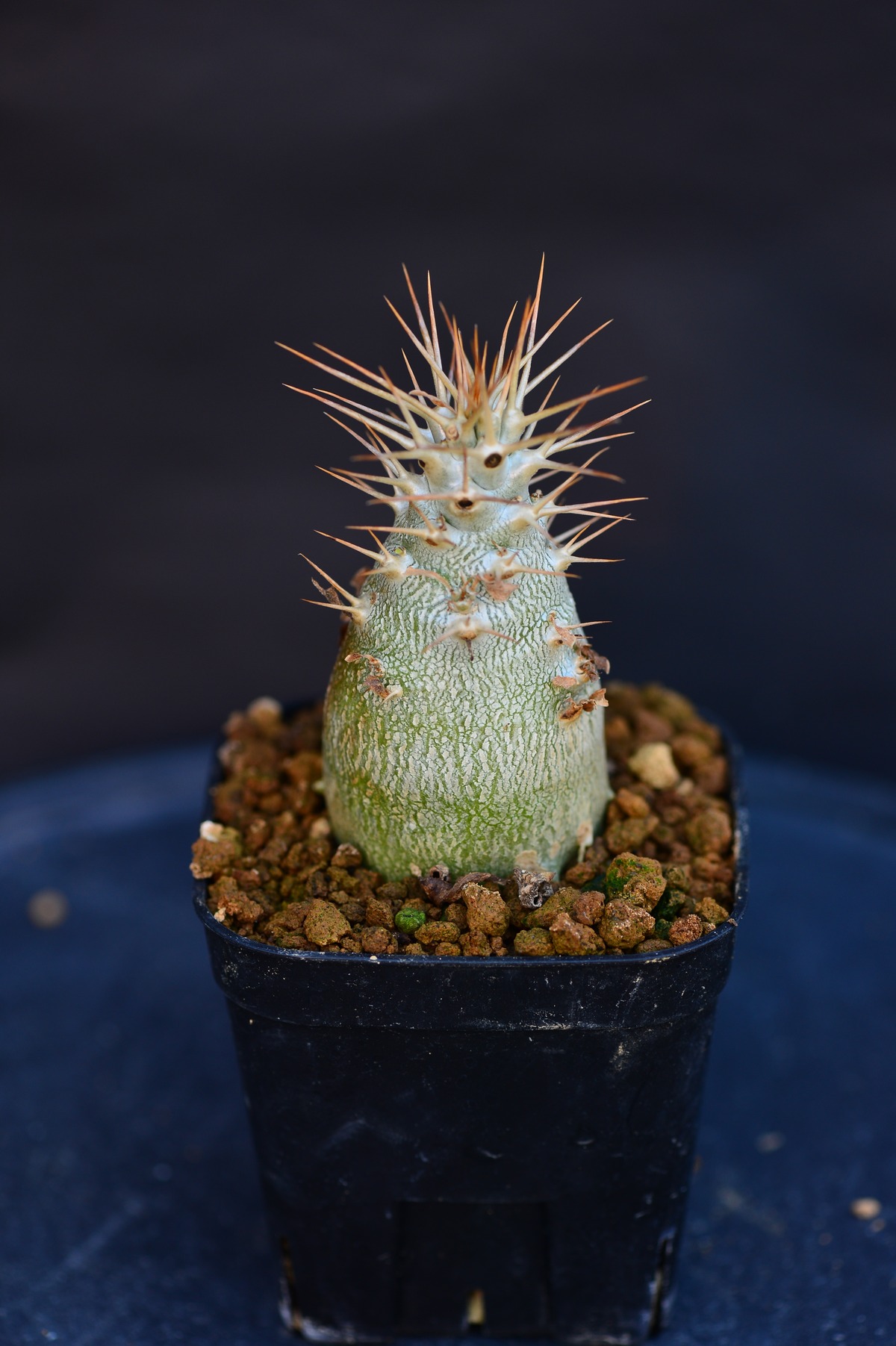 Pachypodium Lealii No.1 【パキポディウム・レアリアイ(レアリー)・実生】 | Yatsugatake Flower Power