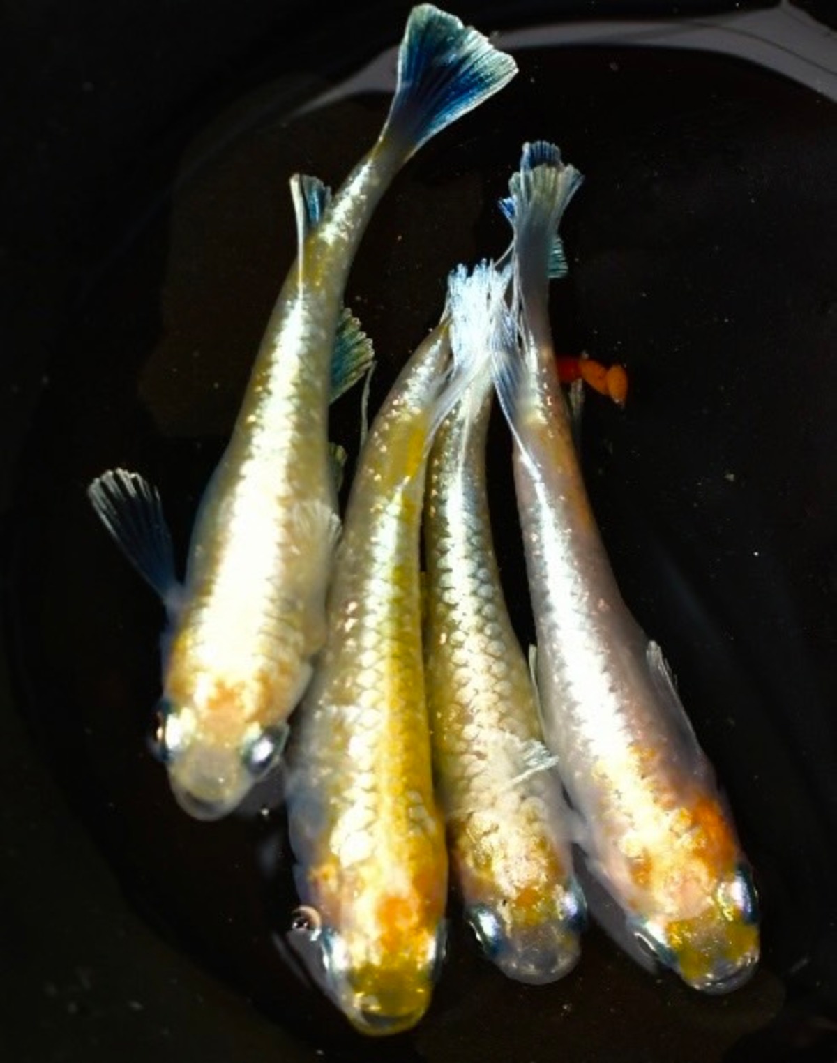 Japanese ricefish eggs20＋α maria go-rudo aquarium Medaka tropical fish ...