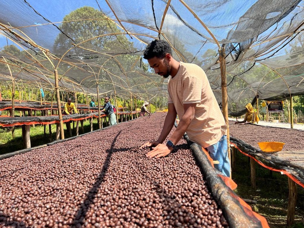 【150g】Nigusse Gemeda Morke Underscreen Natural | 野津田焙煎研究所