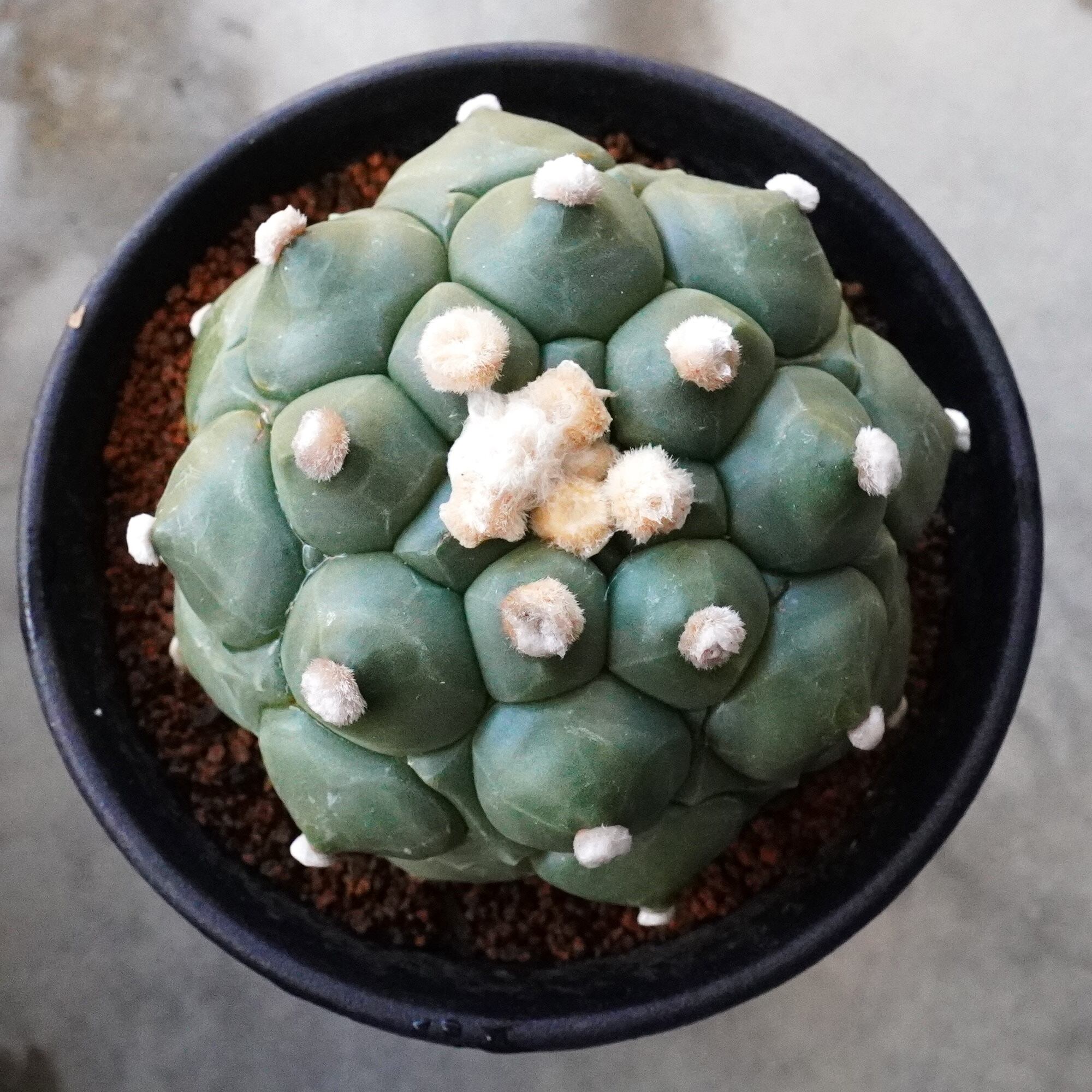 【亀甲兜丸 】アストロフィツム サボテン 3号鉢 | E-TANIKU