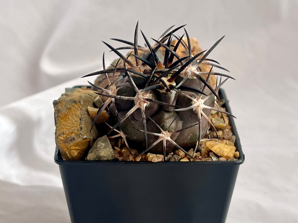 ご注文品 | plants MARU ーサボテン・多肉植物のお店ー