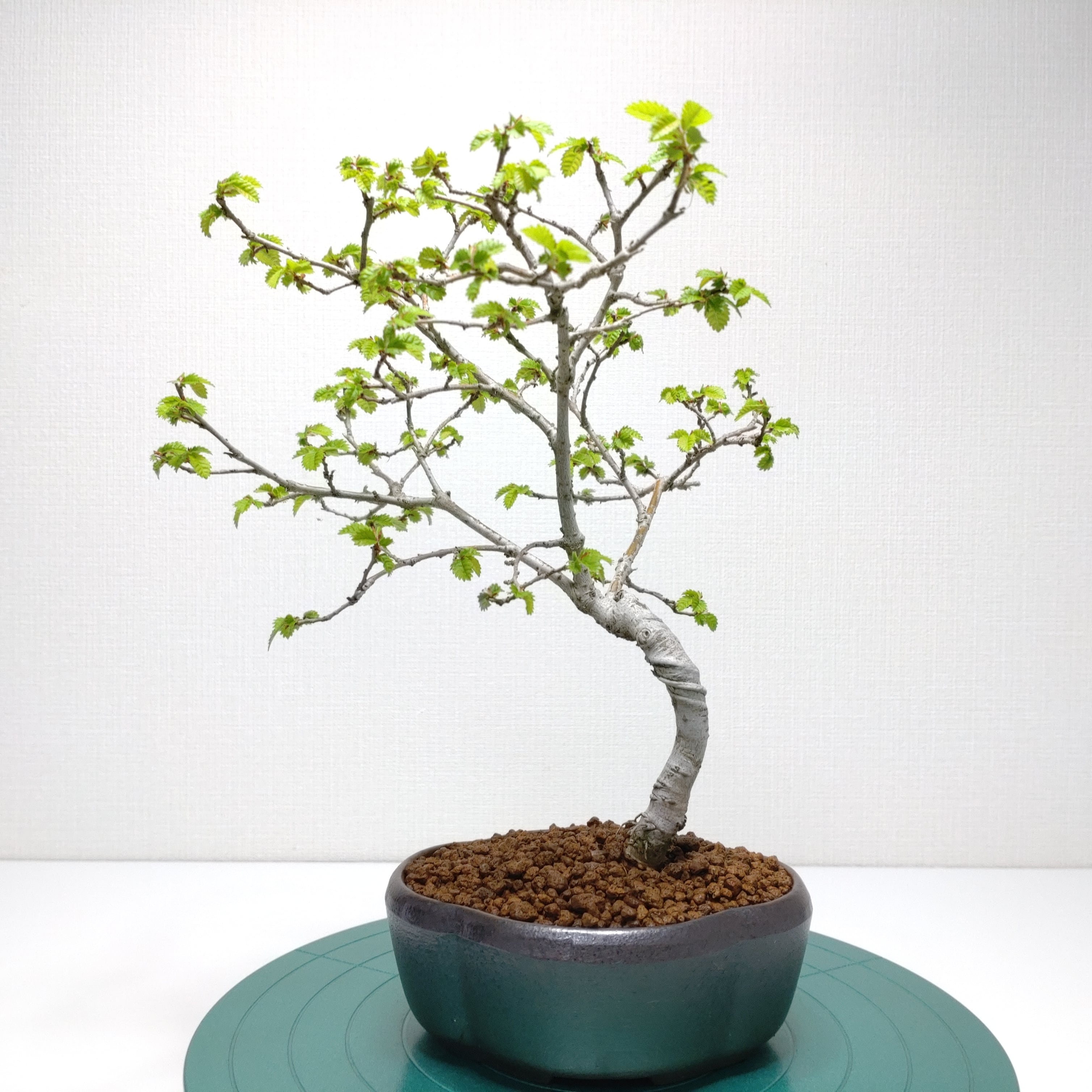 楡欅（ニレケヤキ）盆栽 S008 | 盆栽創【Bonsaisou】