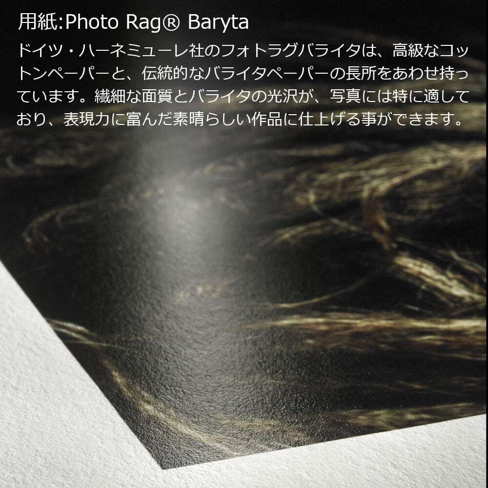 動物写真 犬 パグ インテリア モノクロアート額装S〜L AS1892 | インテリアアート写真・通販のアートスクワッド