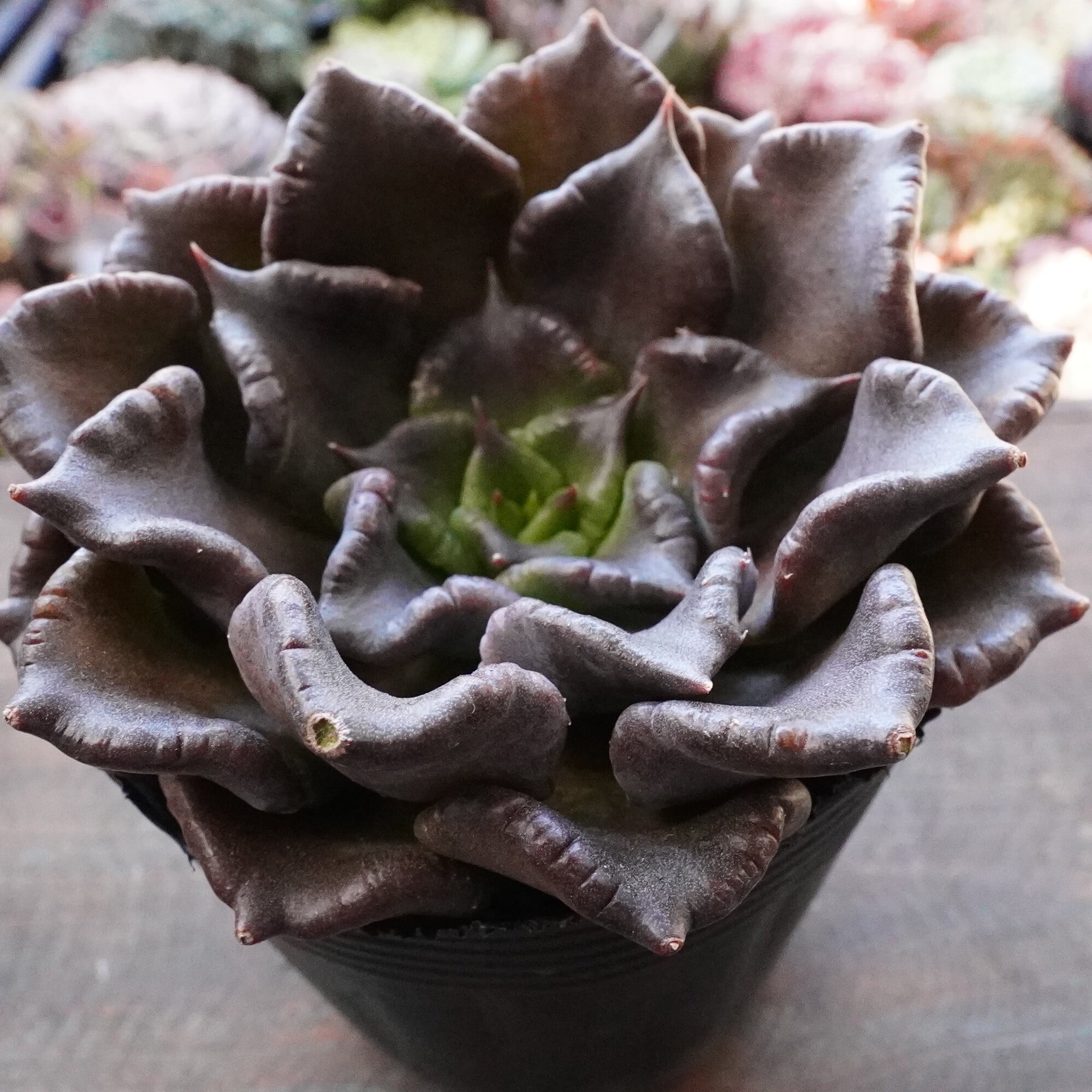 【ブラックマディバ 1 】ワイルド 黒色 人気 | E-TANIKU