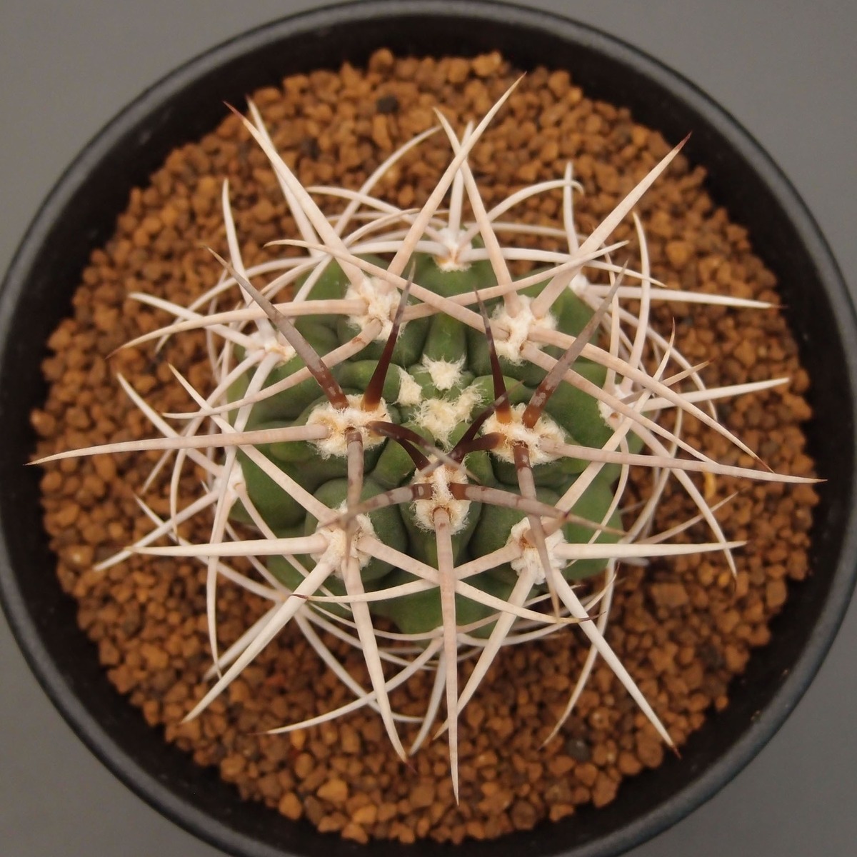 フェロシオール (B02)：ギムノカリキウム属 ※実生 | 万緑 BAN RYOKU