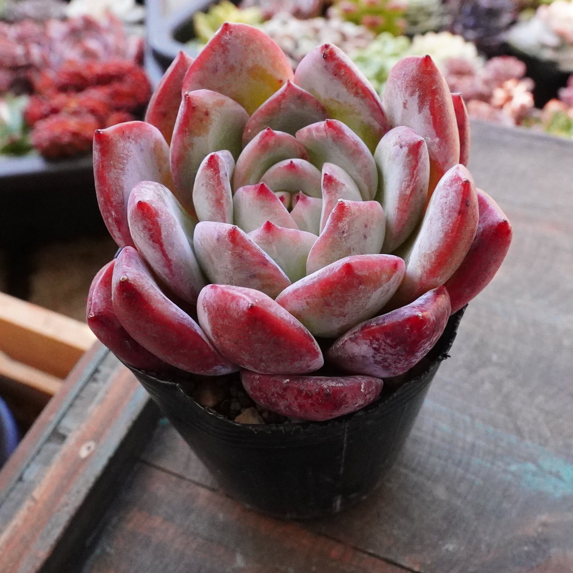 ※再入荷※【プラダ】韓国多肉 人気 今季初登場 | E-TANIKU