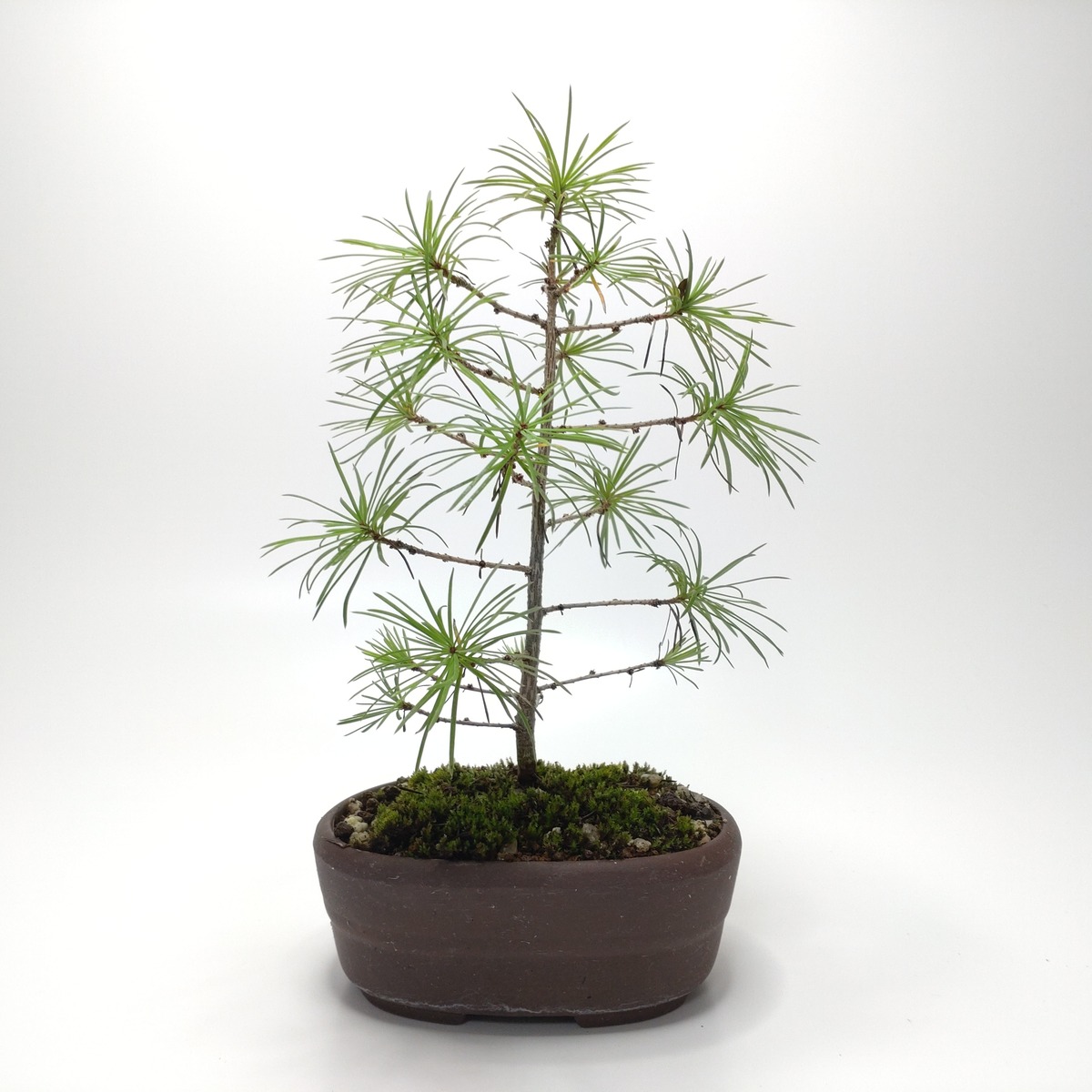 唐松（カラマツ）盆栽 S007 | 盆栽創【Bonsaisou】