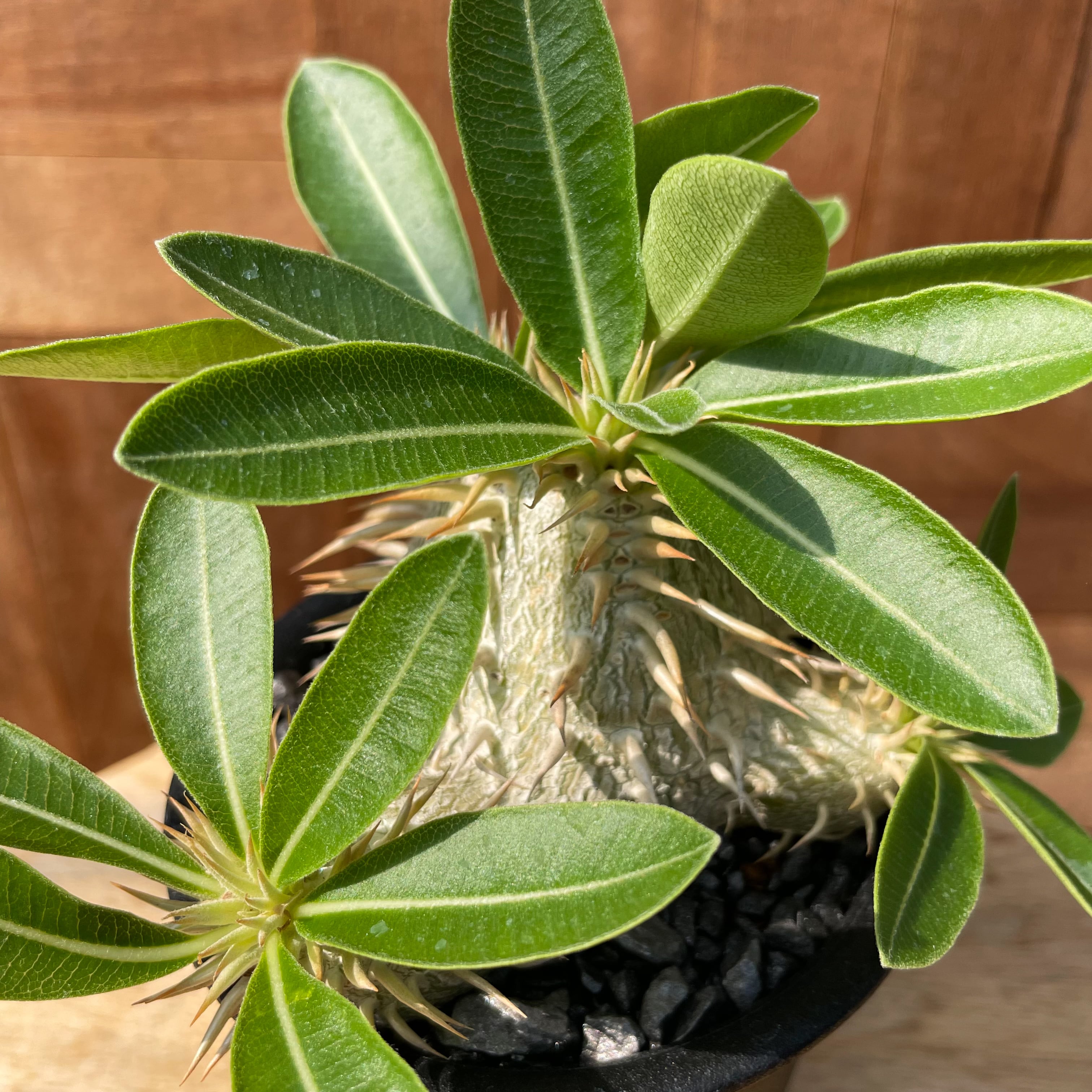 Pachypodium enigmaticum【パキポディウム・エニグマティクム・実生】 | RIMO'S GREEN サボテンと多肉植物の通販サイト