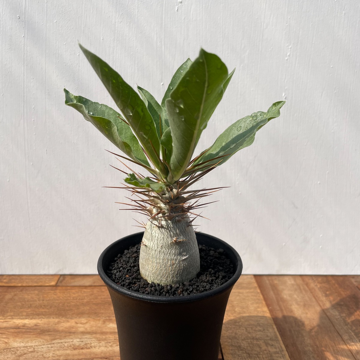 Pachypodium Lealii【パキポディウム・レアリー・実生】 | RIMO'S GREEN 【Saboten & Succulent】