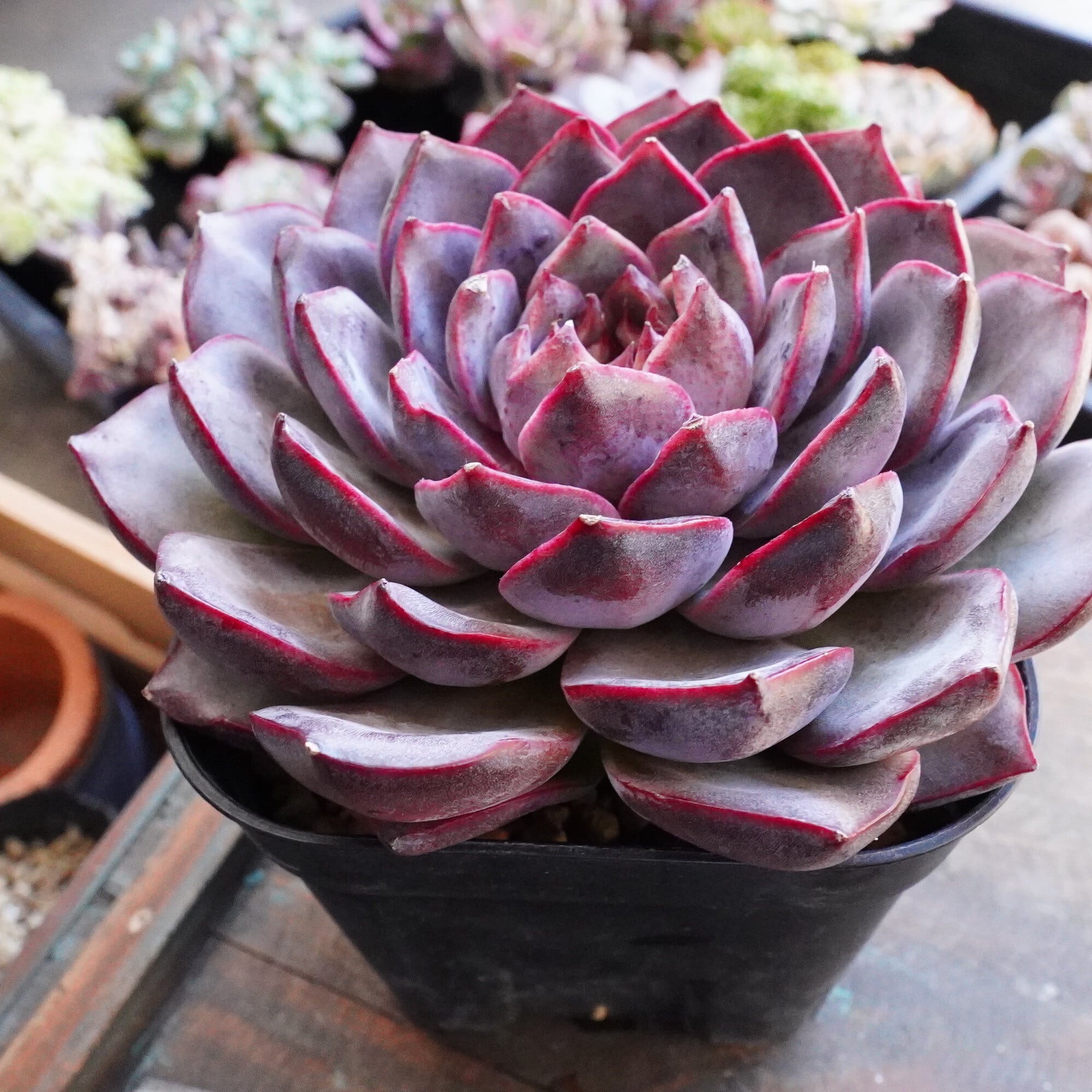 大きめサイズ！【ディオール 2】紫色 韓国多肉 人気 再入荷！ | E-TANIKU