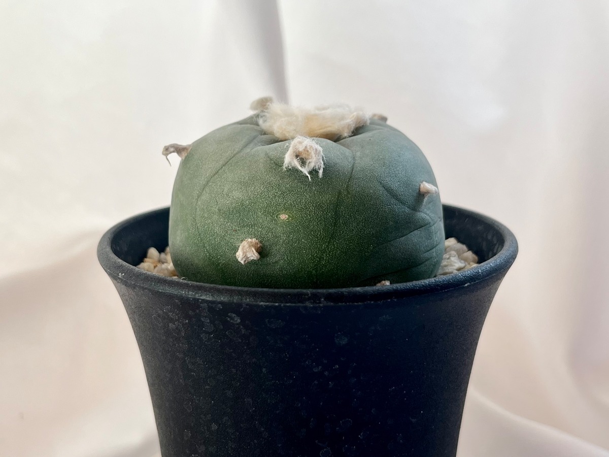 ご注文品 | plants MARU ーサボテン・多肉植物のお店ー