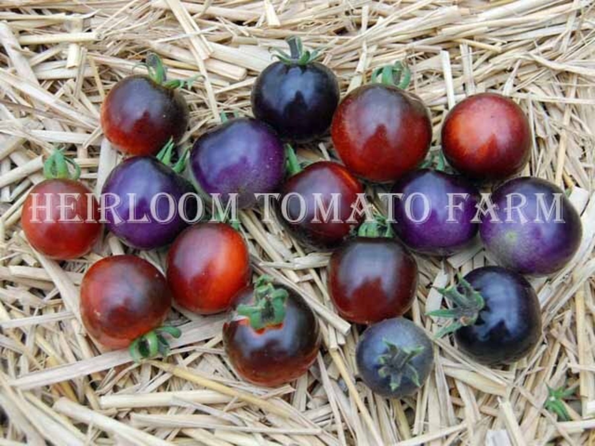 Blue Tomato Midnight Select ブルー・トマト・ミッドナイト・セレクト＊2015新品種 | Heirloom ...
