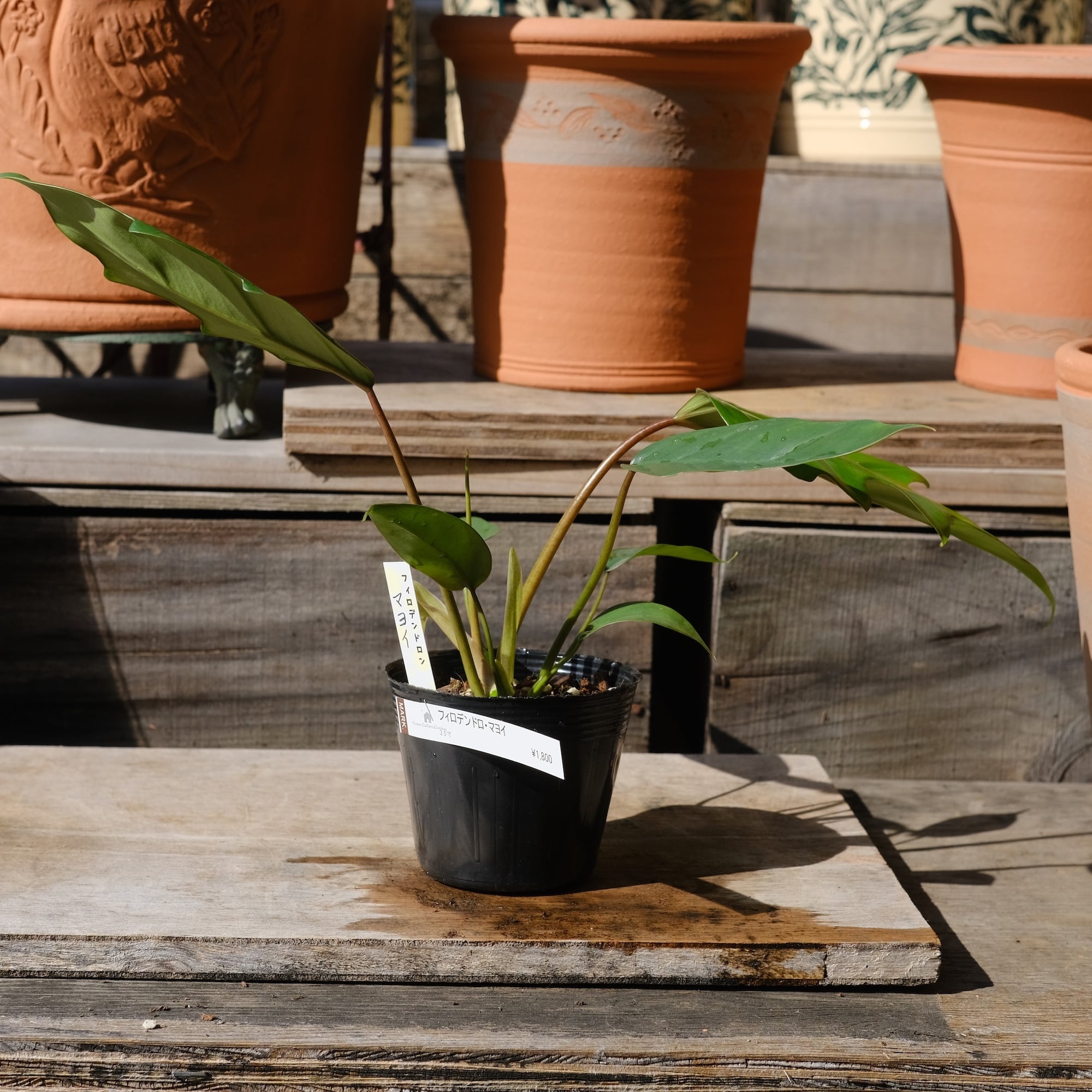 フィロデンドロン マヨイ | グリーンギャラリーガーデンズ