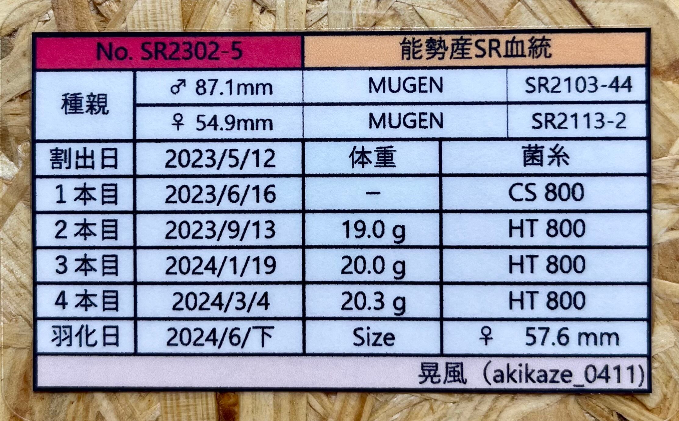♀57.6mm 『SR2302-5』能勢SR血統 国産オオクワガタ | AKIKAZE SHOP