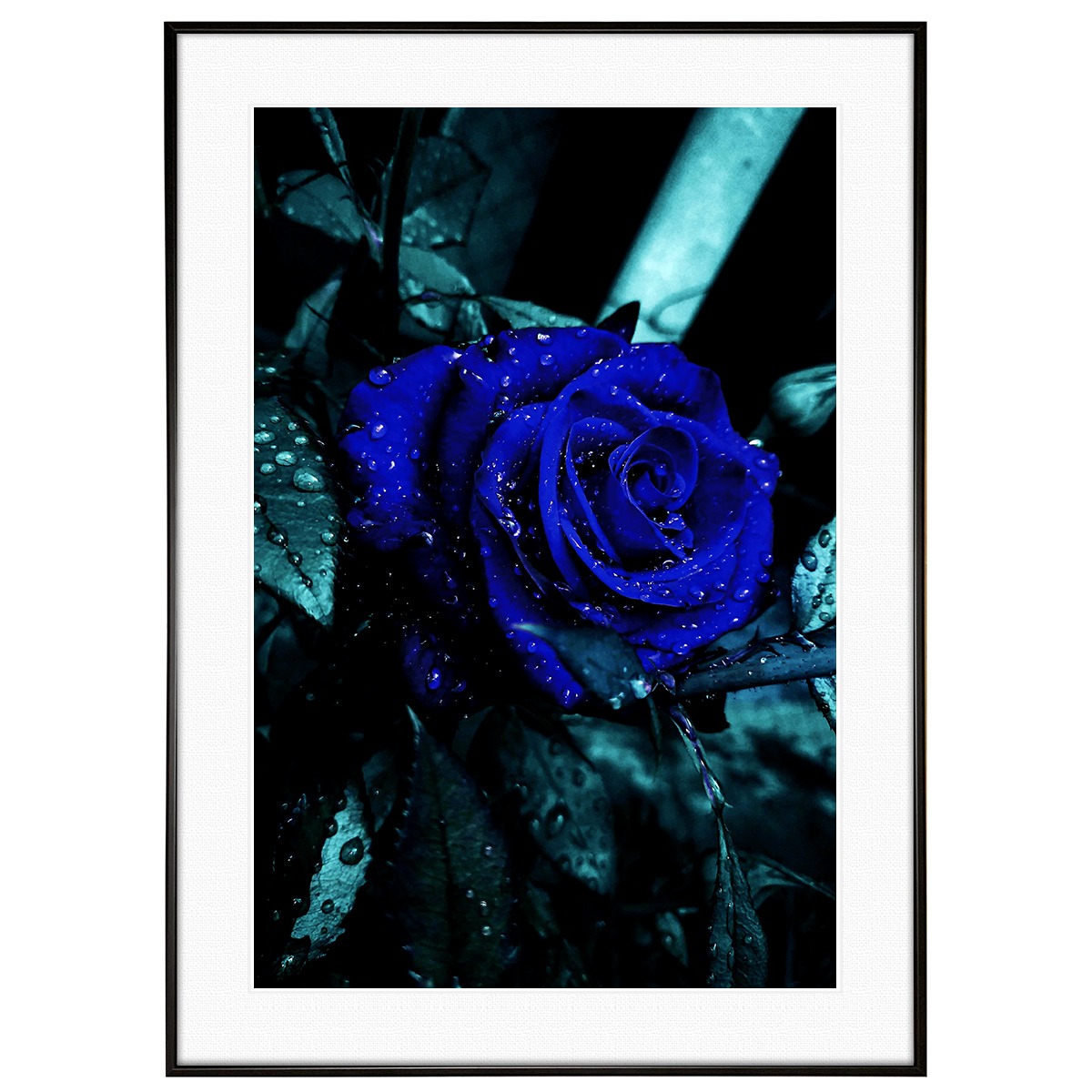 花写真 青いバラ(薔薇・ブルーローズ) インテリアアートポスター額装 AS2731 | インテリアアート写真・通販のアートスクワッド