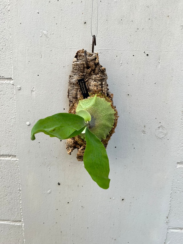 P.Netherlands | libplants