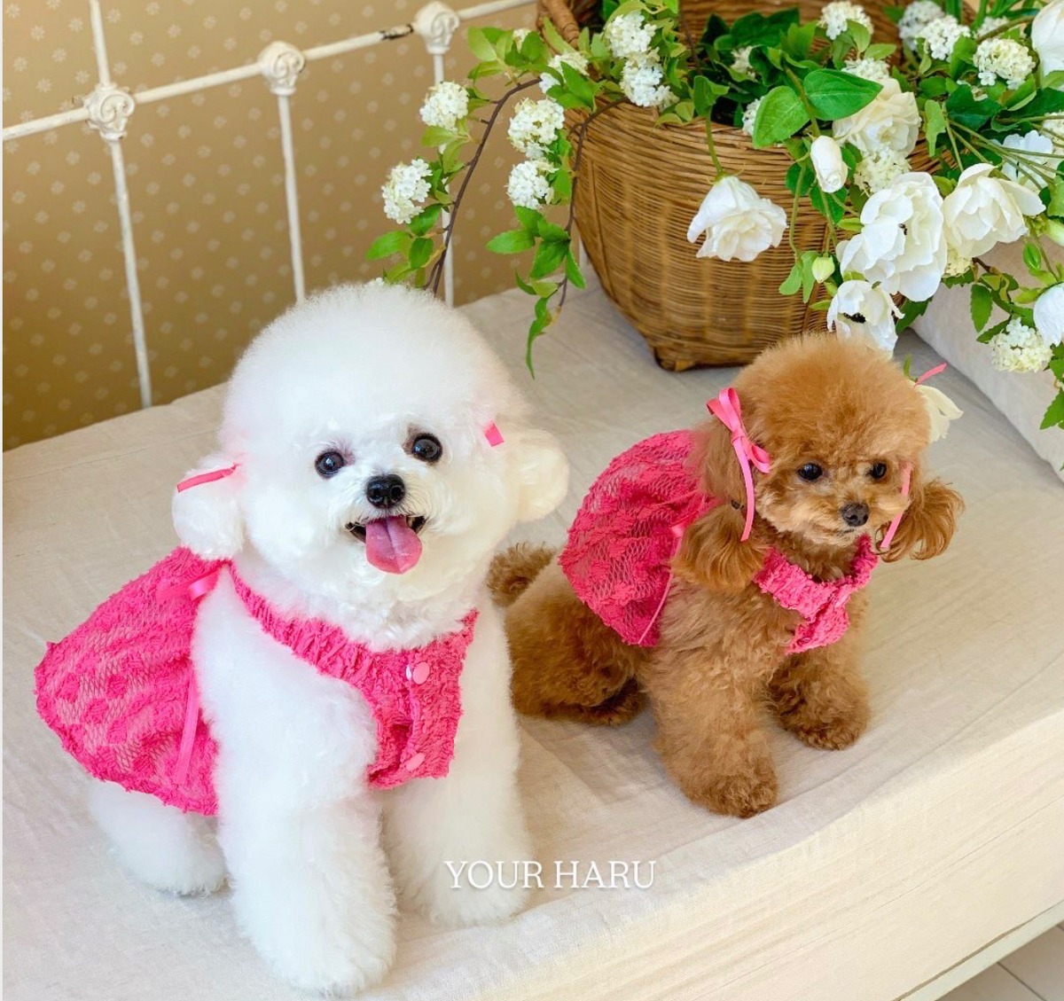 即納Koreabrand【your Haru⠀】 Vicky OPS pink、NAVY | fanfun