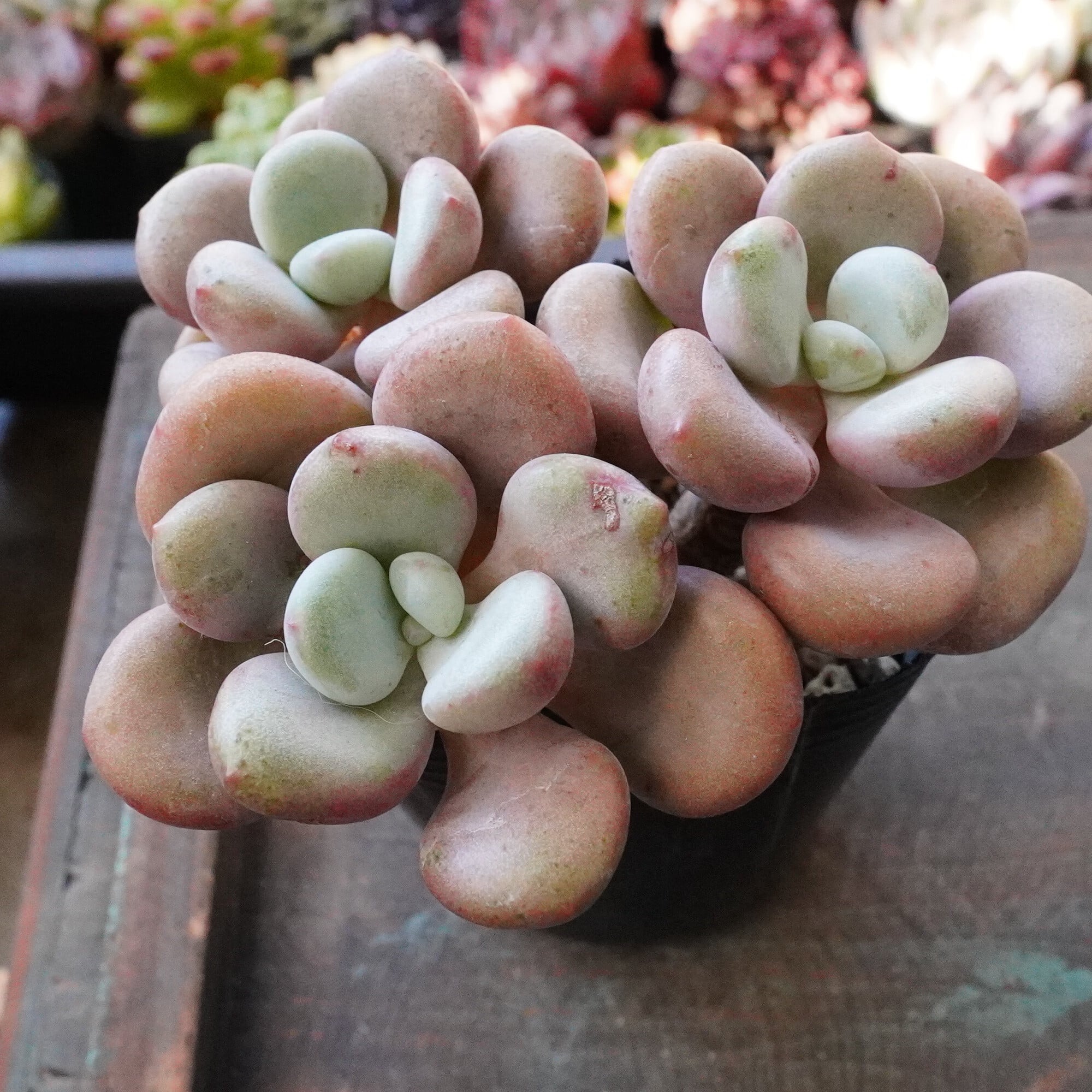 【ホワイトアメリカーノ 】韓国多肉 むっちり レア | E-TANIKU