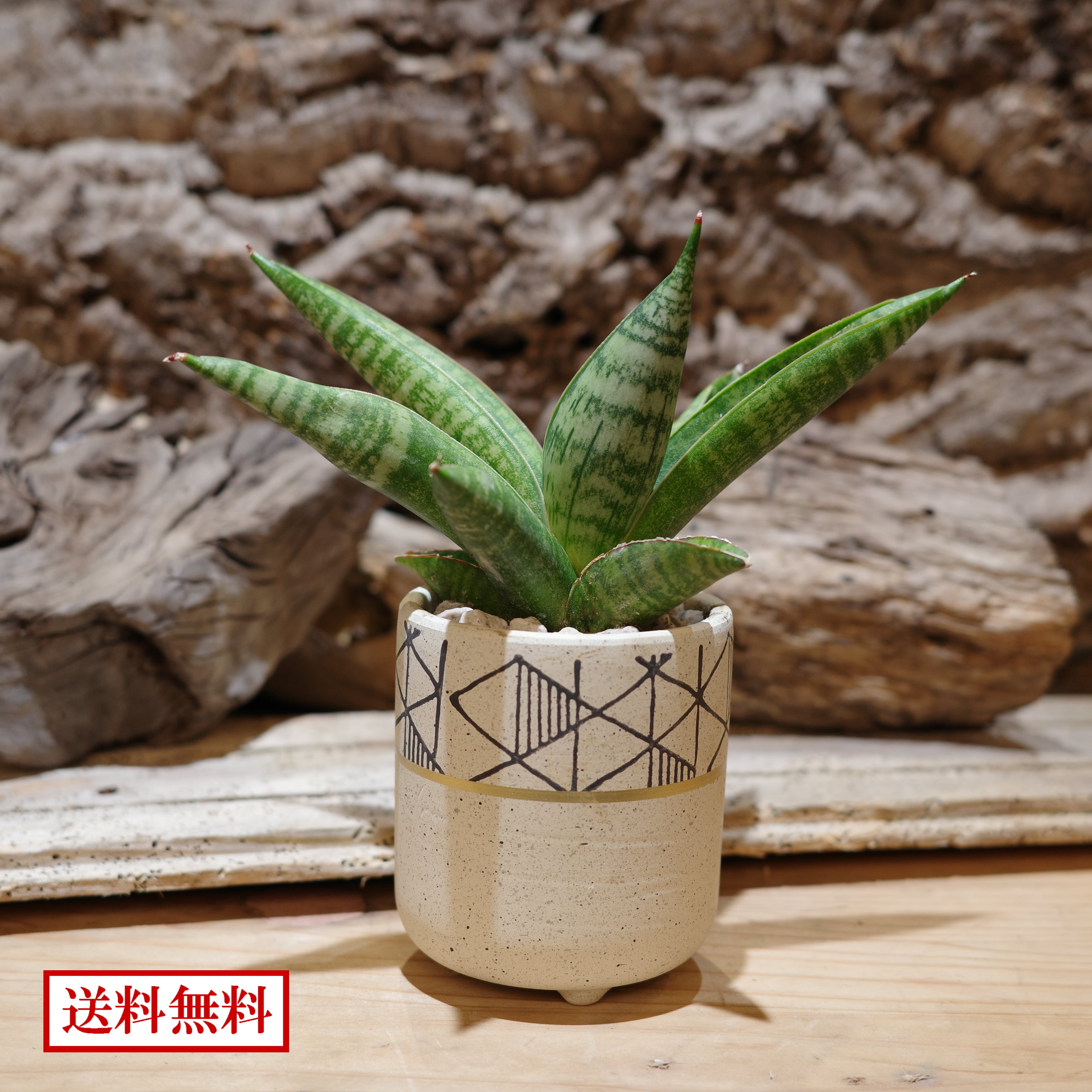 サンセベリア・インドⅠ | 着生屋 Epiphyte Collection