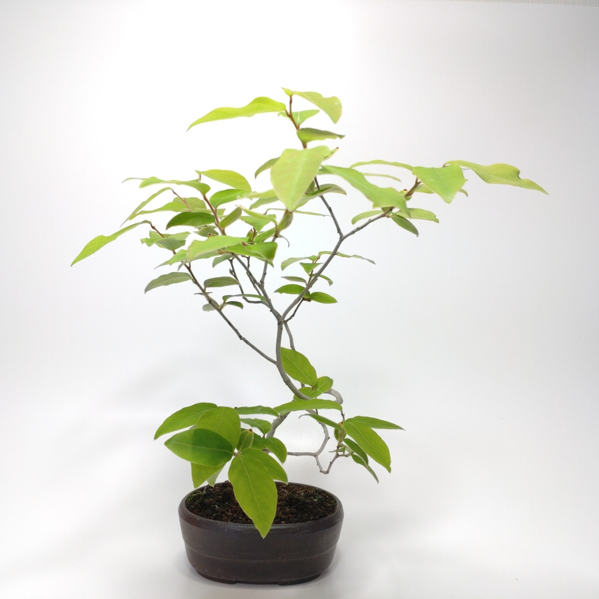 ヤマコウバシ盆栽 S015 | 盆栽創【Bonsaisou】