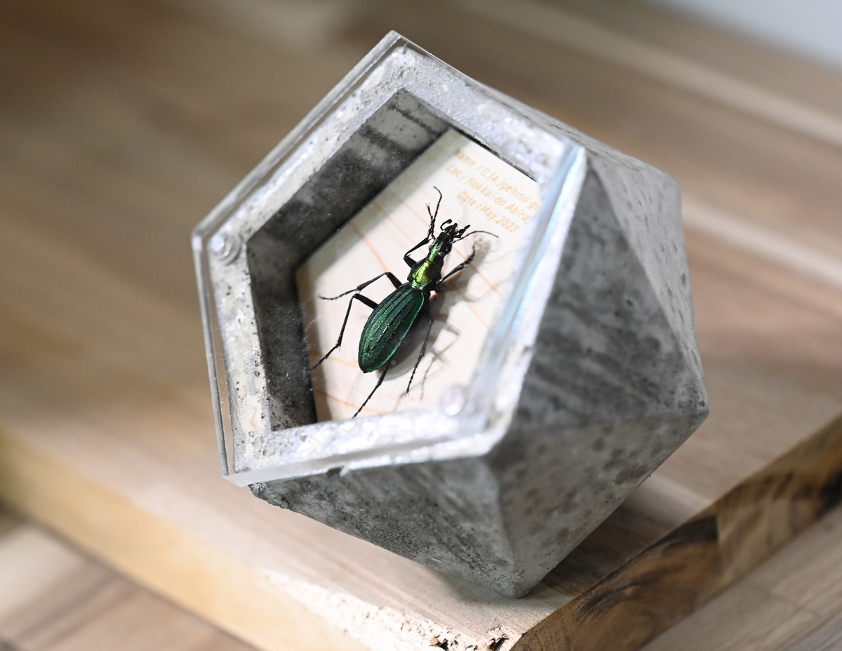 BUG STONE /オオルリオサムシ | BUGS-DESIGN