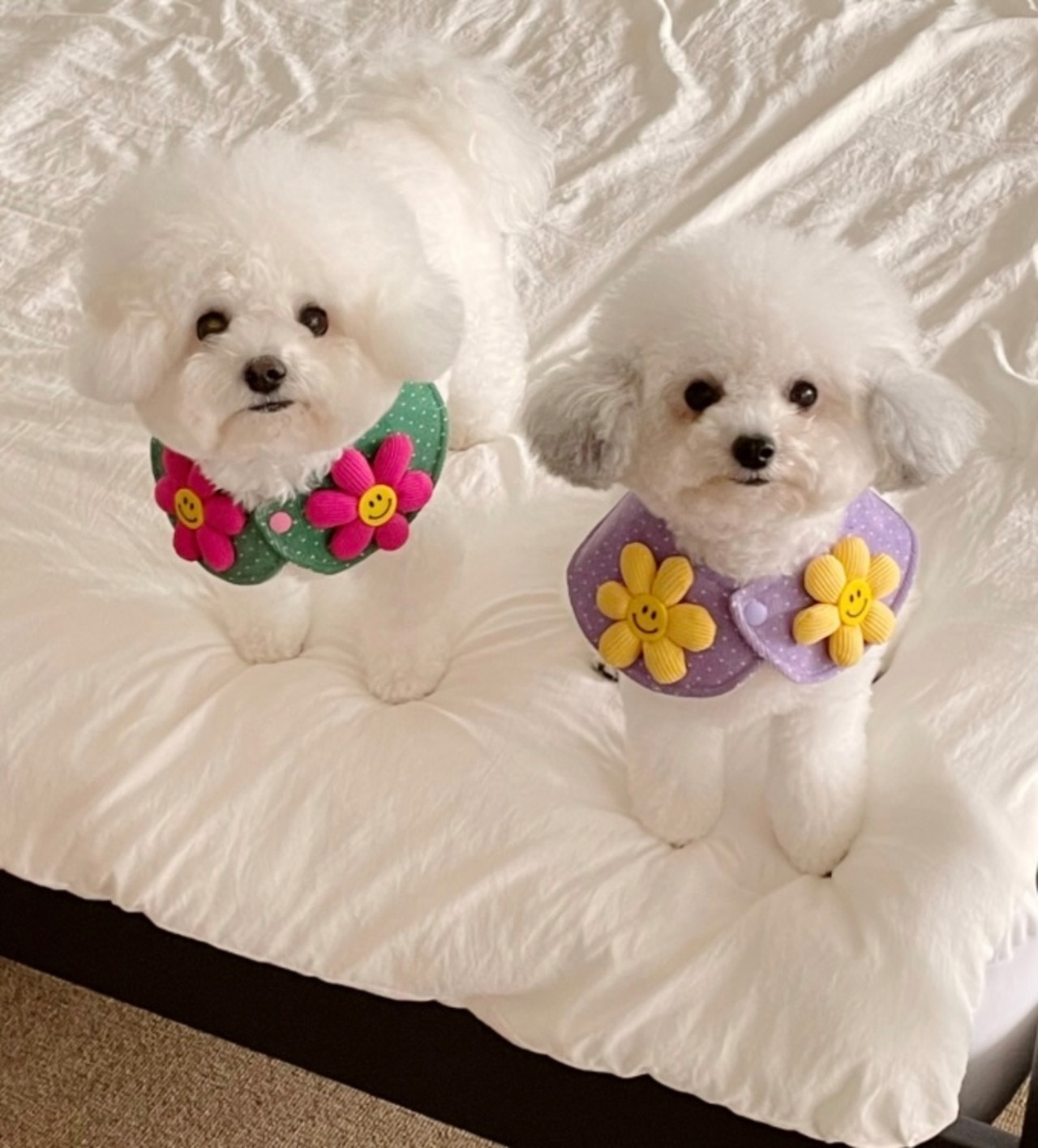 【予約】《hugmemore》Dotie Smile Cape(purple | dog&cat jmmmr