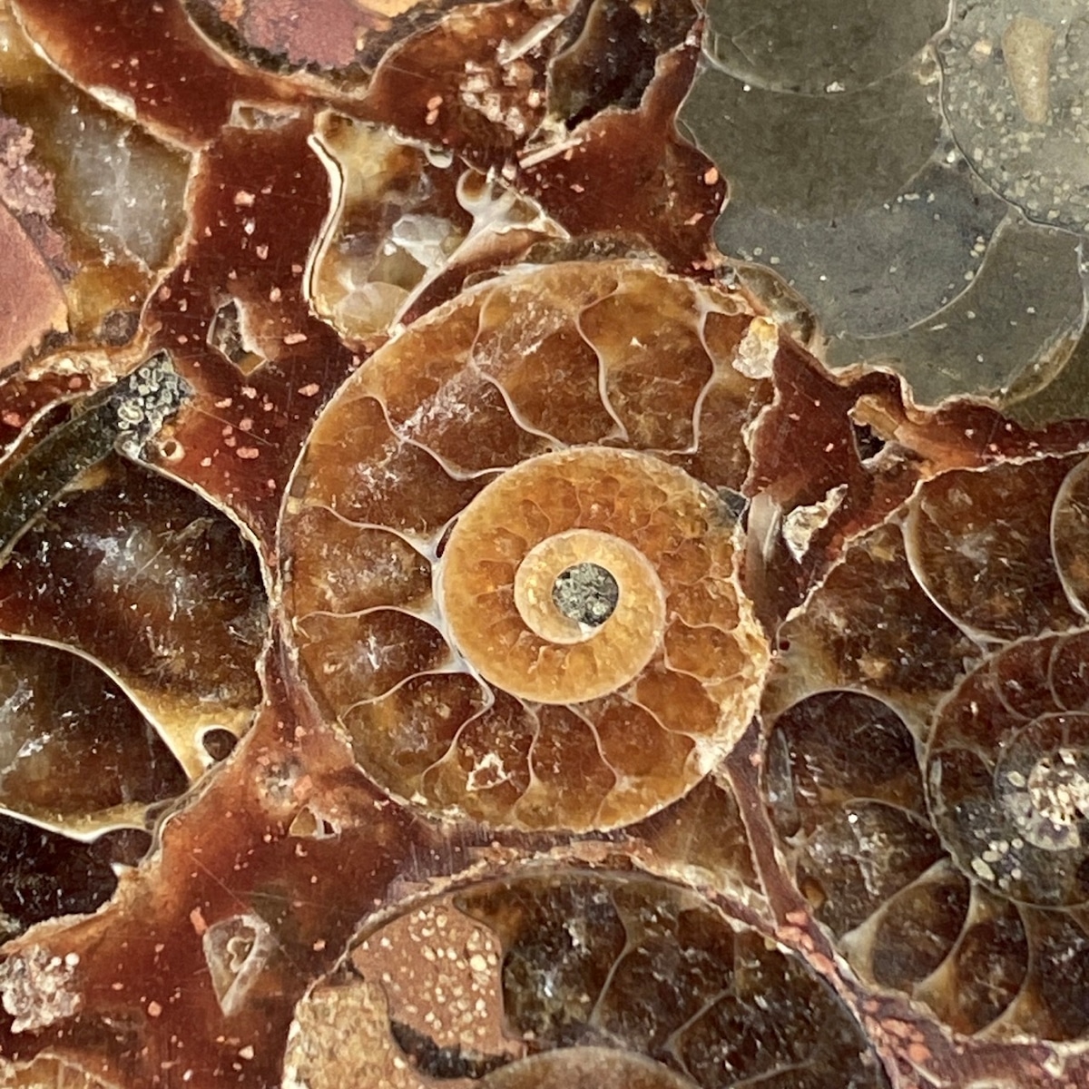 アンモナイトの化石プレート Ammonite Fossil Plate SL7035 | My Stellar Crystals