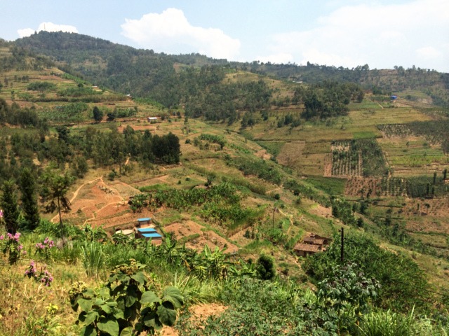 Brazil tomio fukuda bourbon 100g | BUNT COFFEE